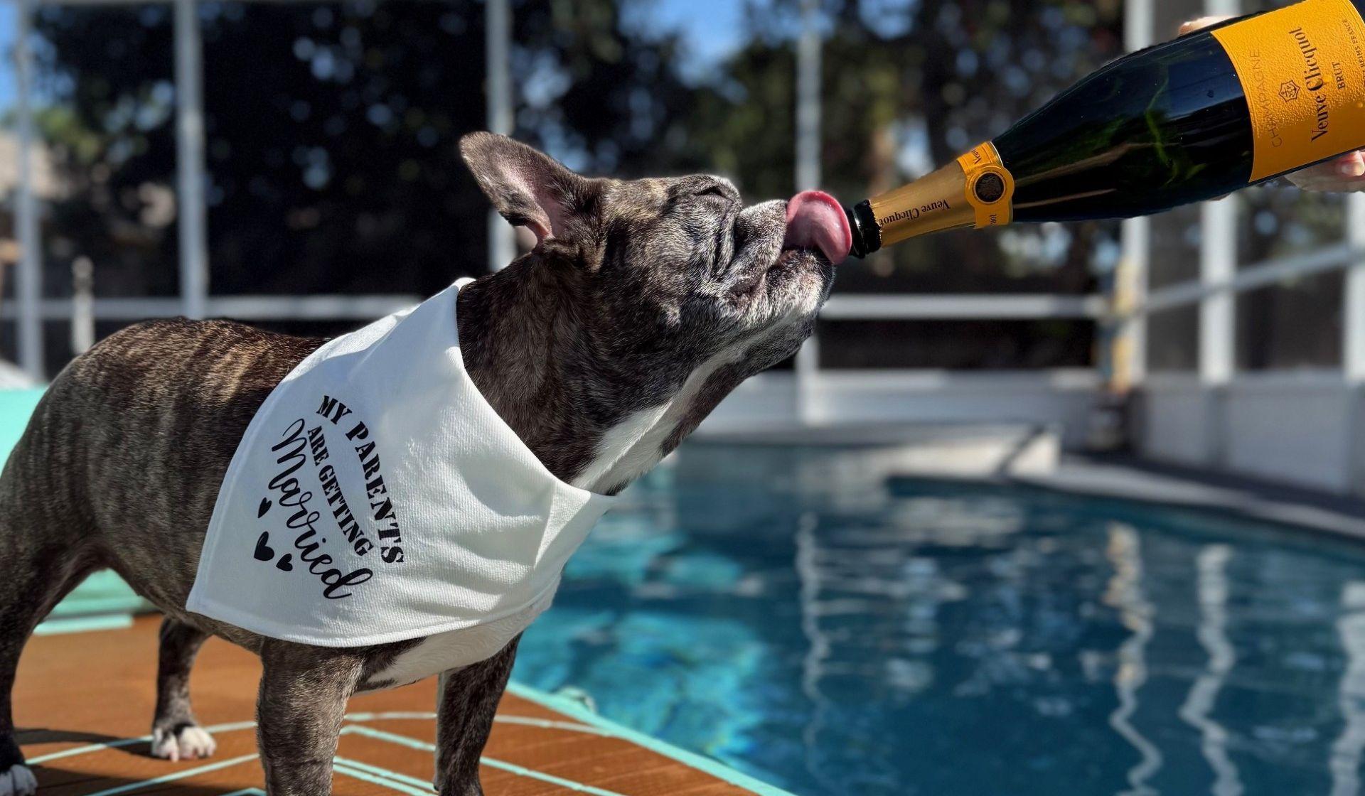 Jessica Dillow and Kyle Foglesong's Wedding Website