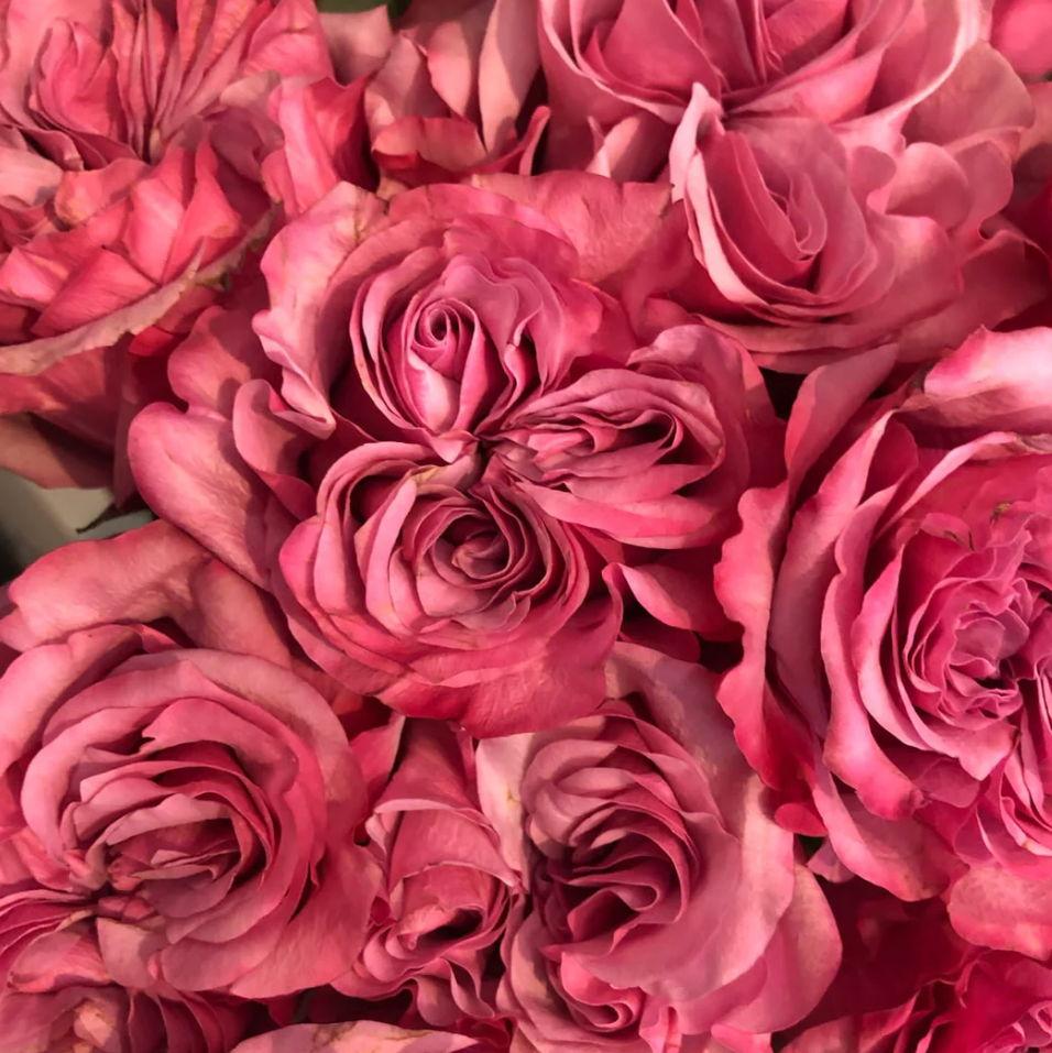 Michael J. Reape and Donald P. Reape's Wedding Website