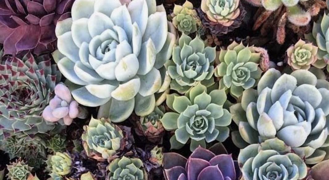 Samantha Garcia and Carson Maples' Wedding Website