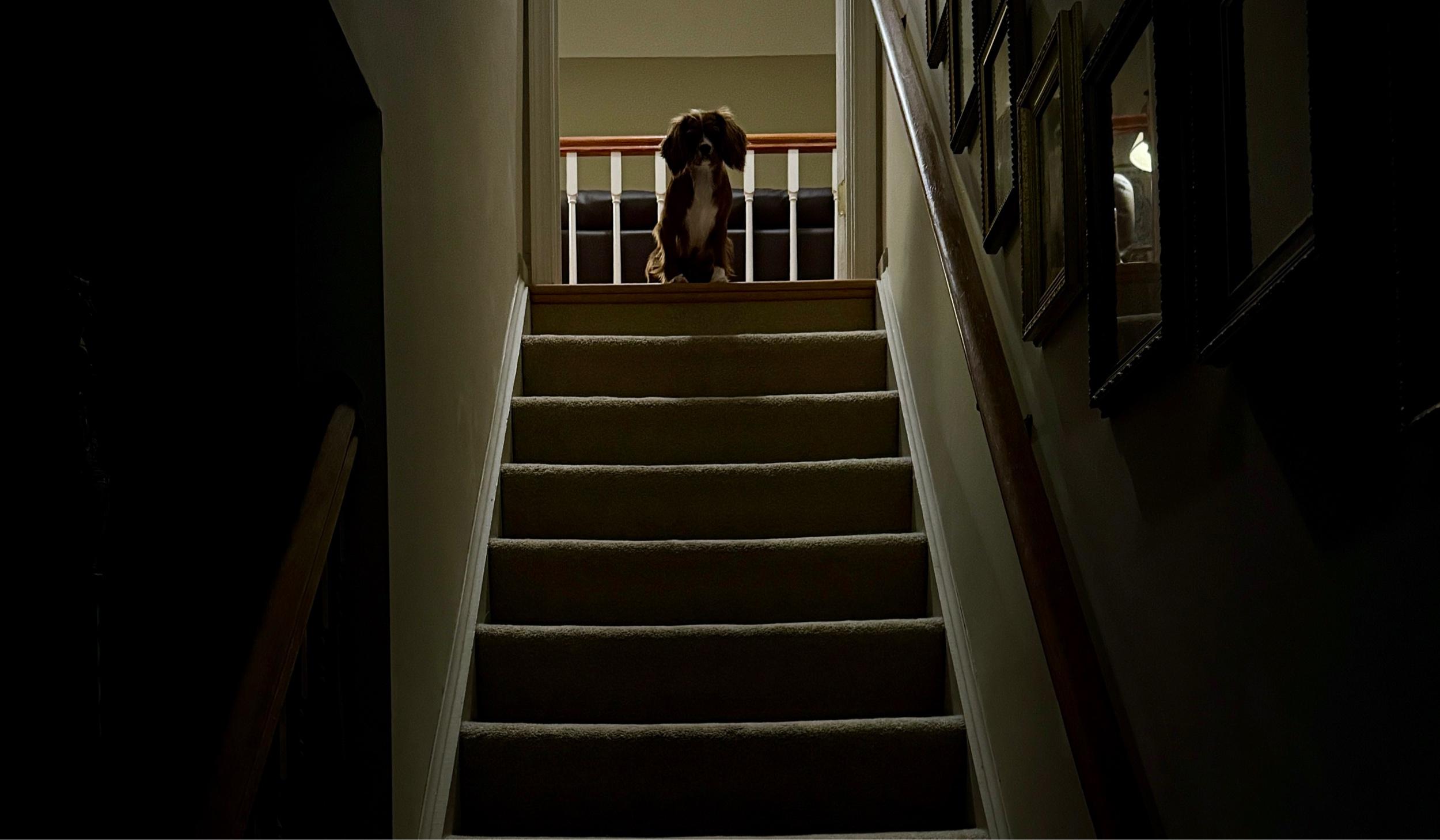 Madia Elfakhery and Brian Luu's Wedding Website