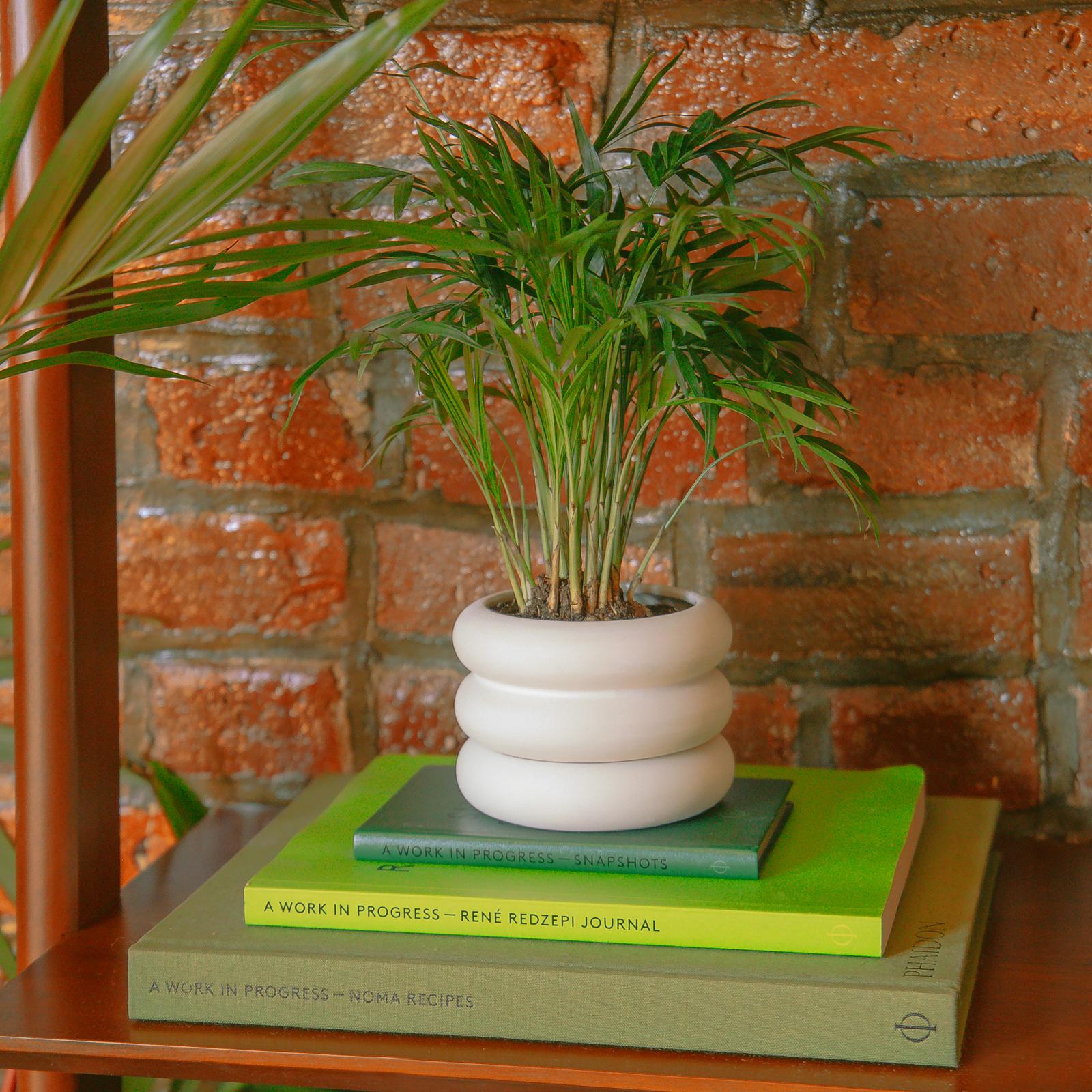 Areaware, Stacking Mini Short Planter | Zola