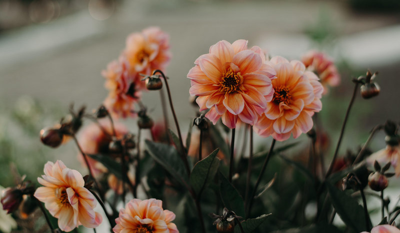 Ellen Harmer and Forrest Mason's Wedding Website