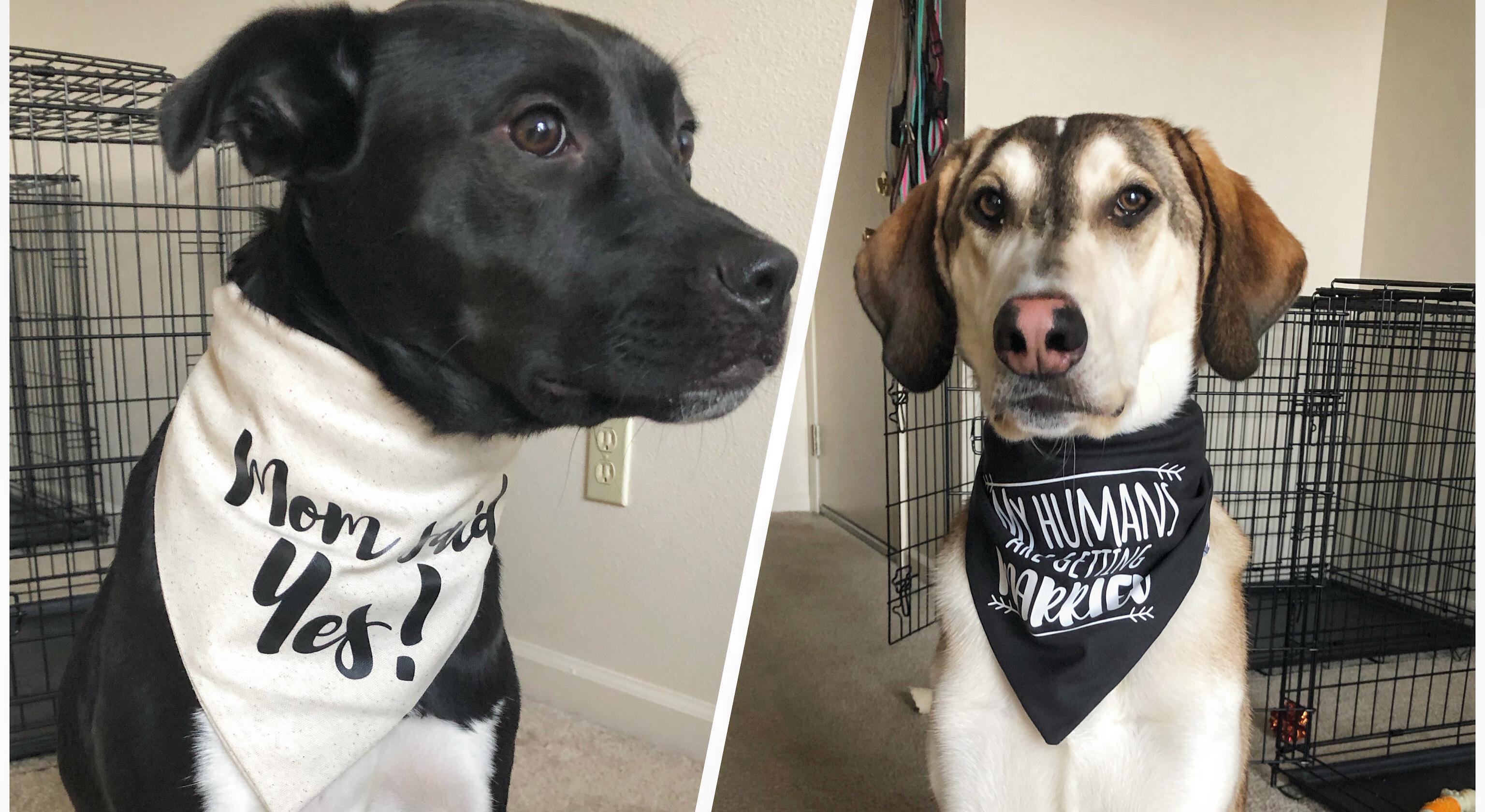 Kaitlin Meyer and Luke Dennett's Wedding Website