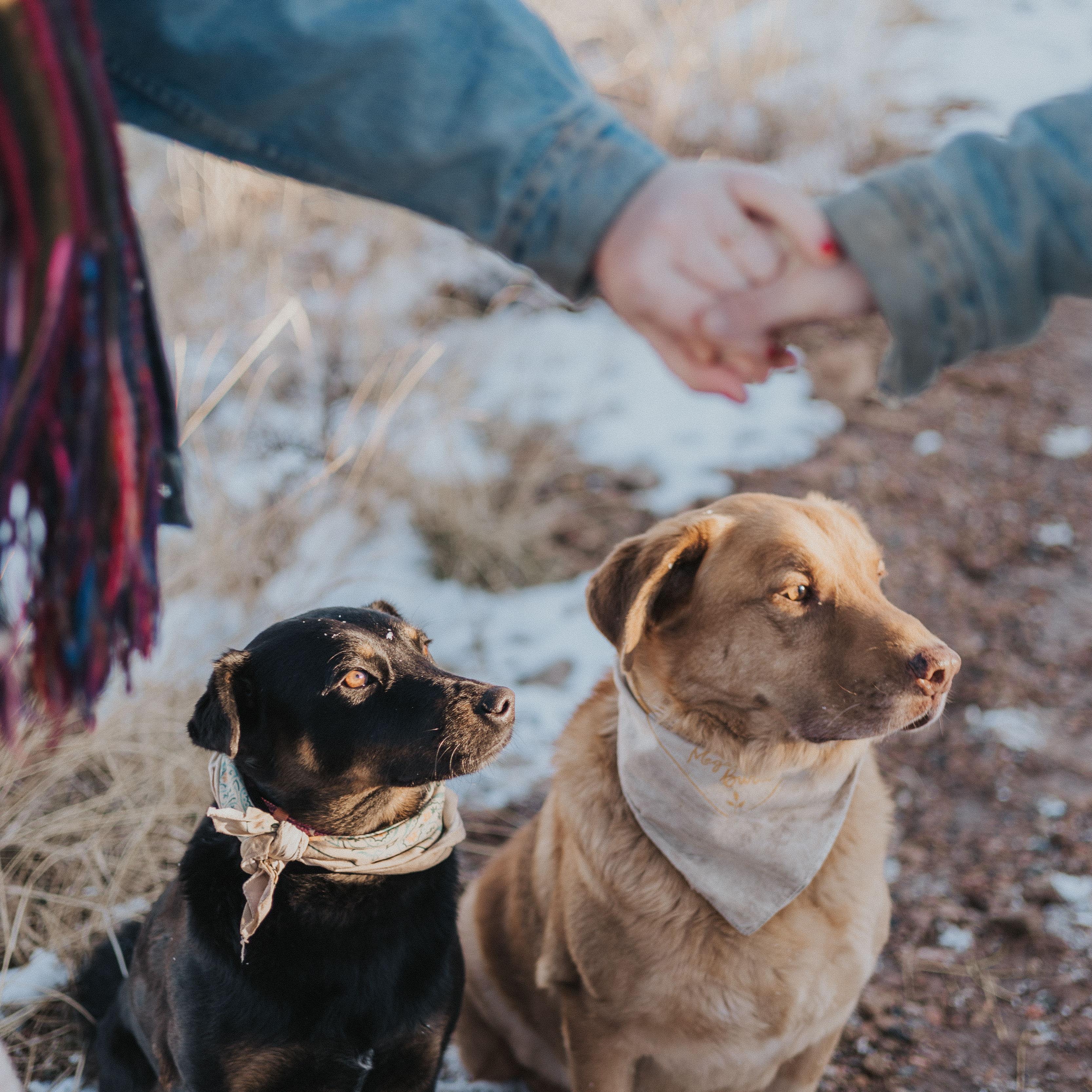 Megan Ellsworth and Colin Sheehan's Wedding Website