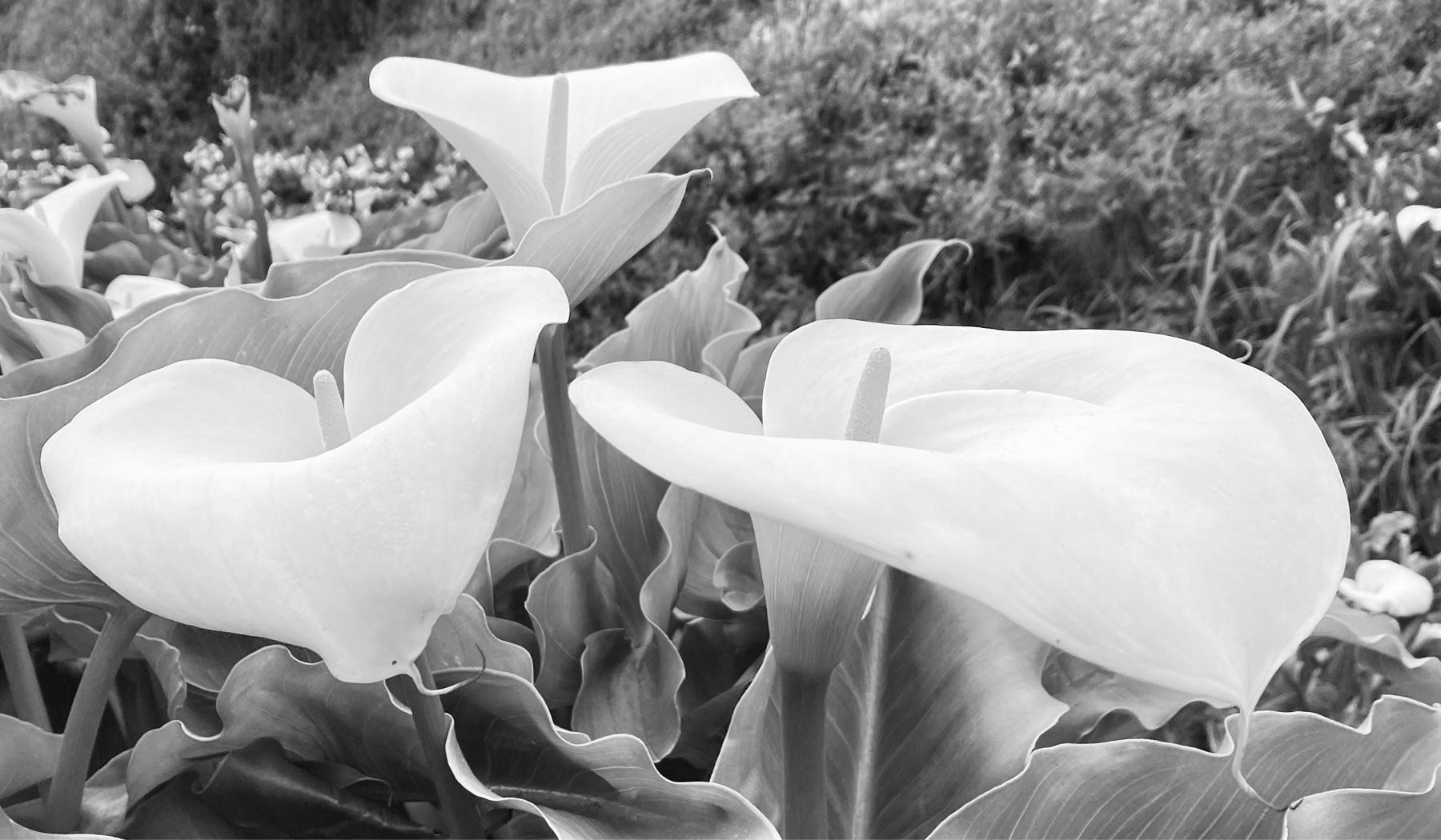 Diksha Carron and Kevin Carron's Wedding Website