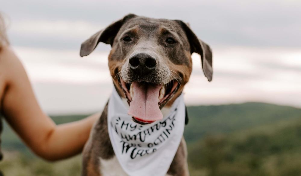 Taylor Whitcomb and Walter Brown's Wedding Website