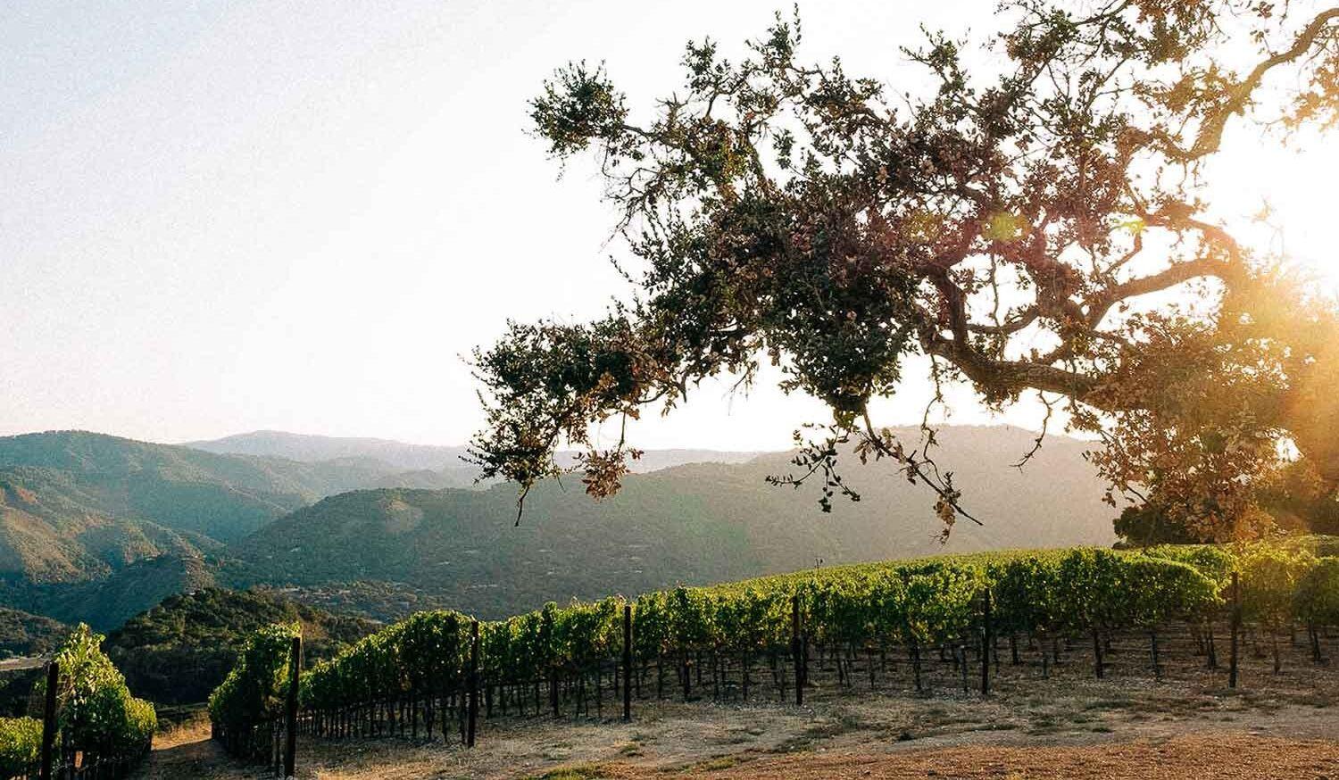 DeeDee Nucci and Rich Radley's Wedding Website