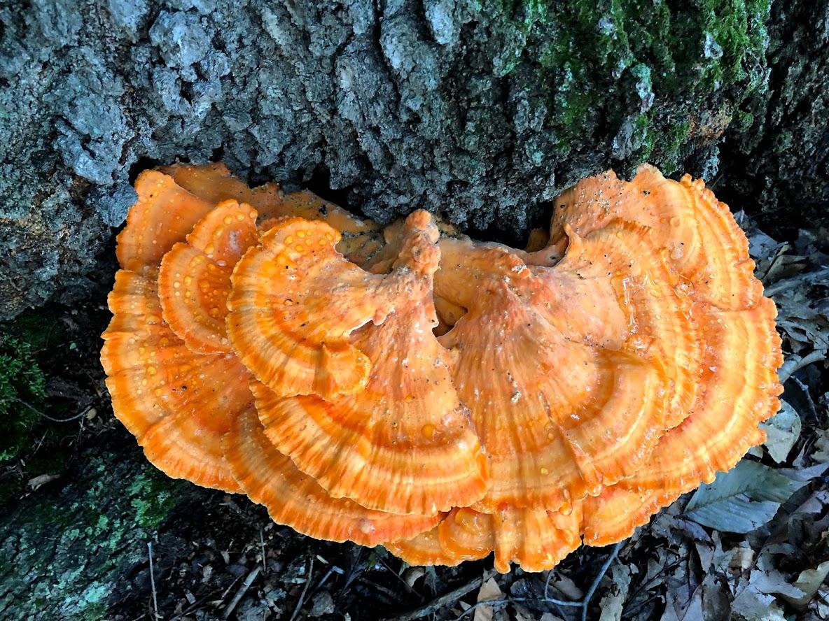 Jennifer Lynn Bethke and Jason Ahearn's Wedding Website