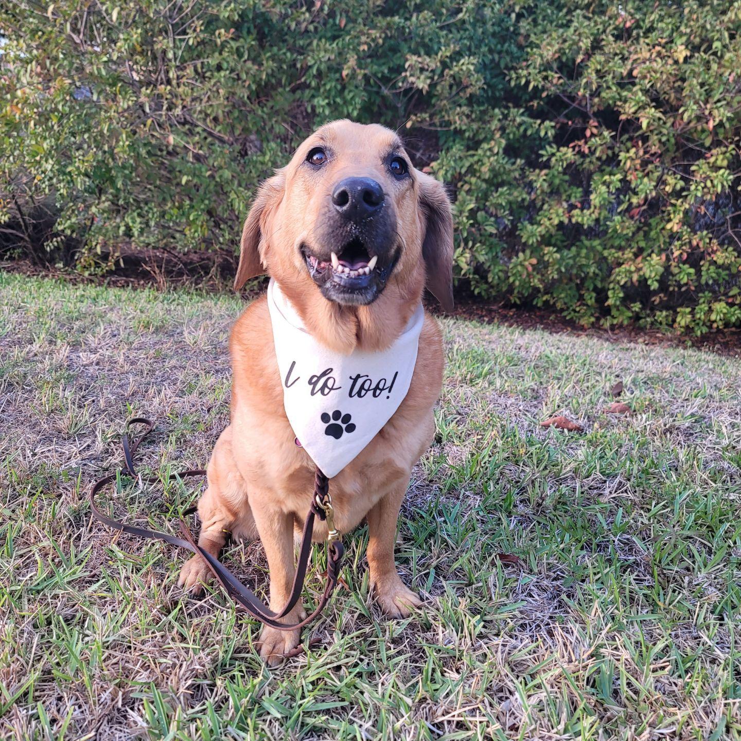 Allison sahm and Brian Dykeman's Wedding Website