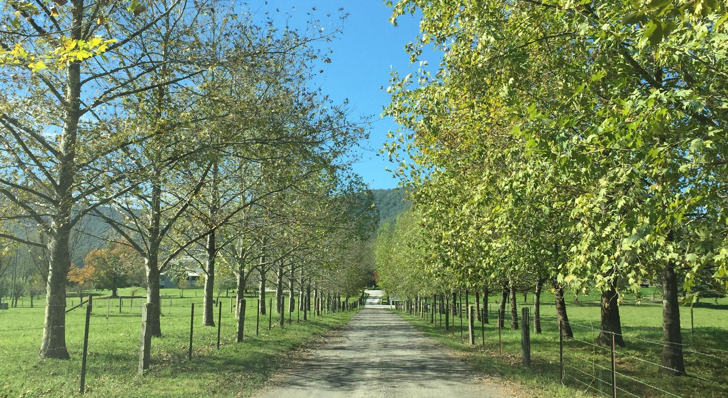 Rachel Sequeira and Jay Charles' Wedding Website