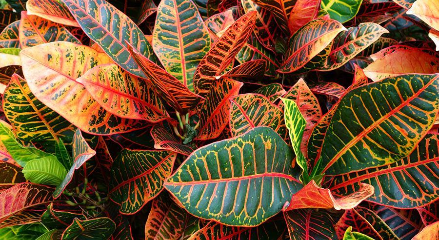 Hannah Engler and Logan McAdams' Wedding Website