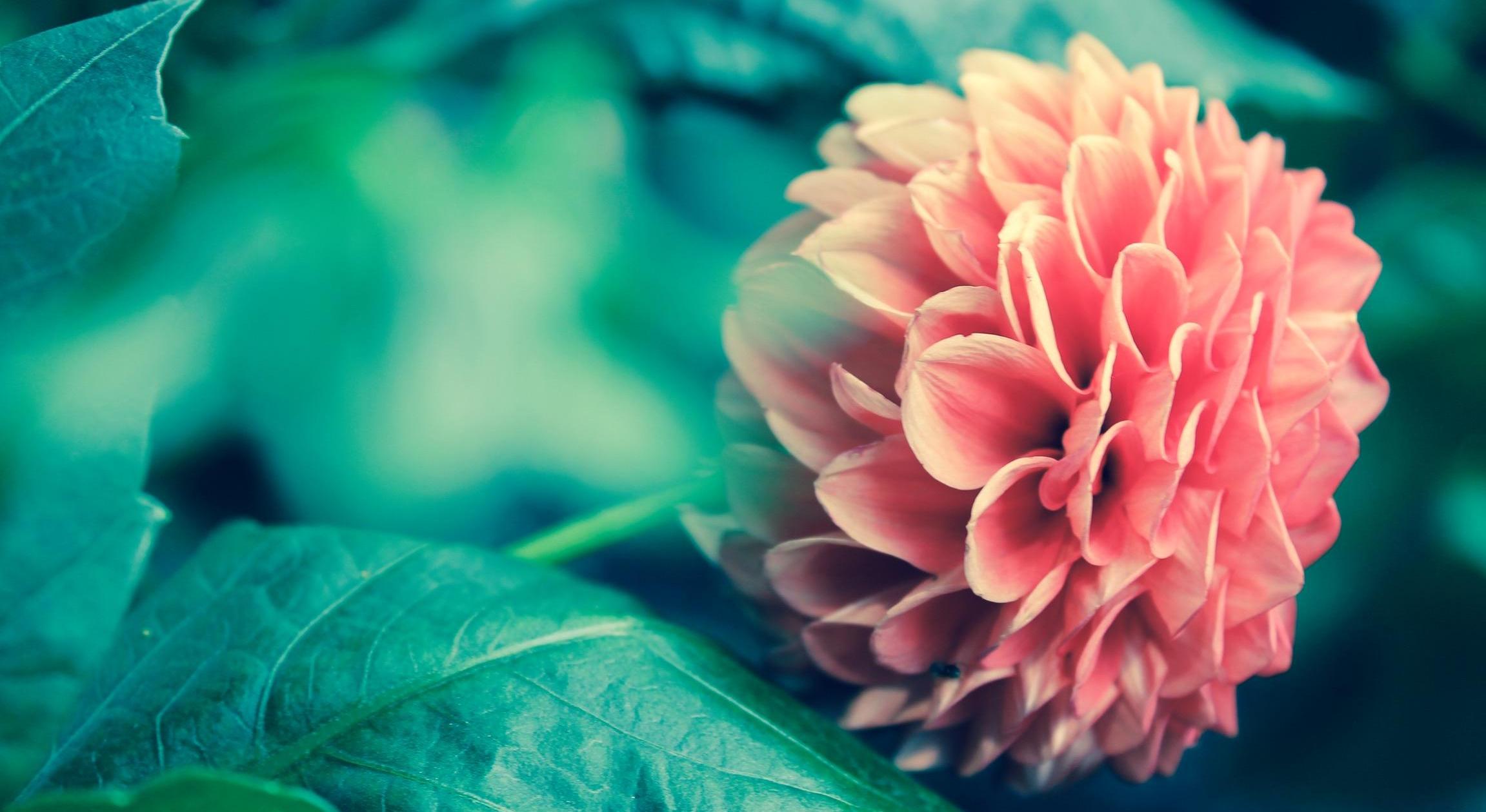 Jennifer Stewart and Sam Molavi's Wedding Website