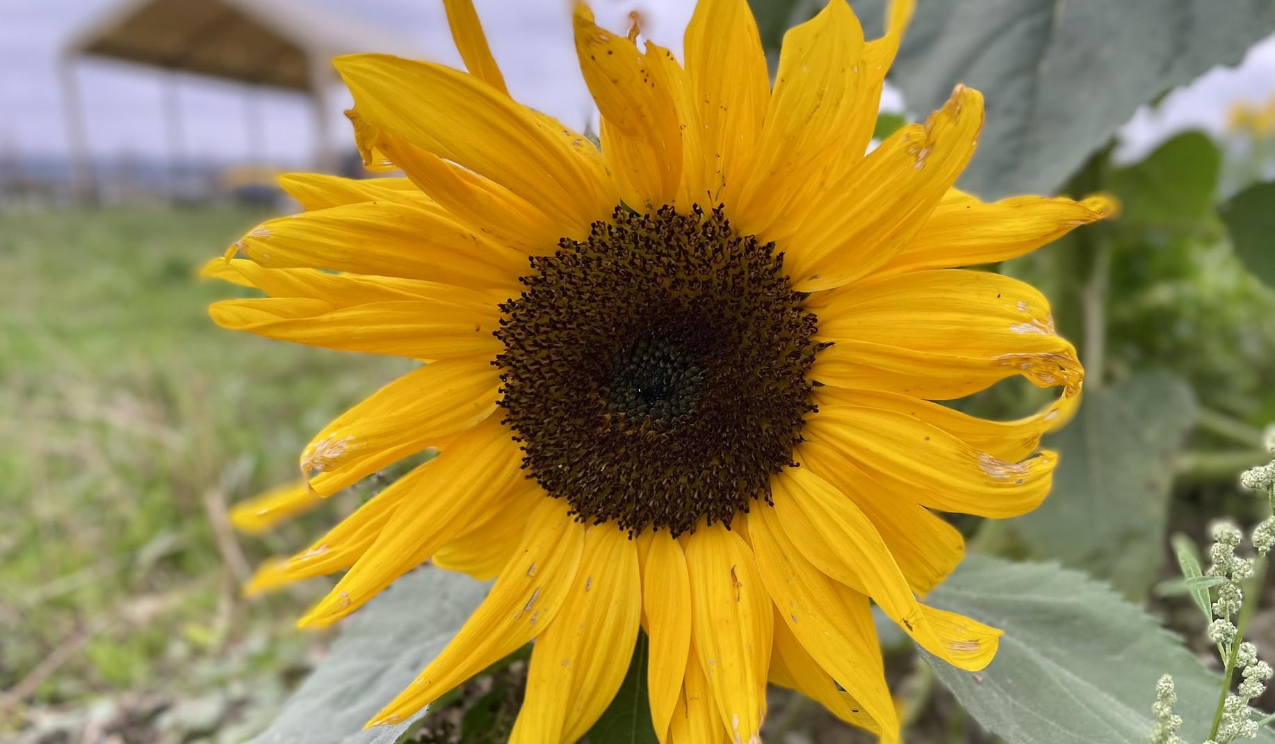 Nicole Burbank and Emeka Odoh's Wedding Website