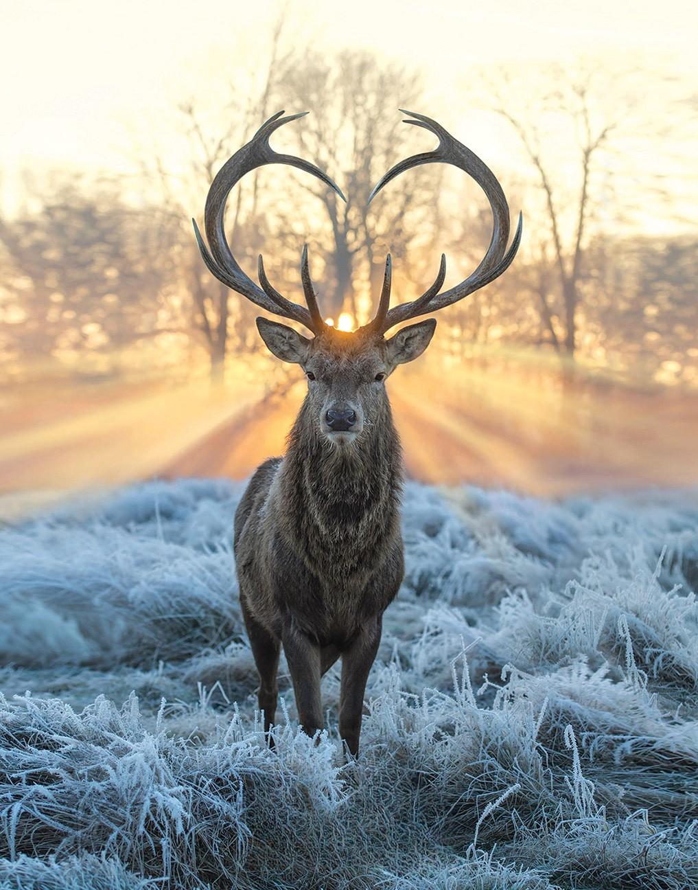 Carrie Zrenda and Jeffrey Ross' Wedding Website