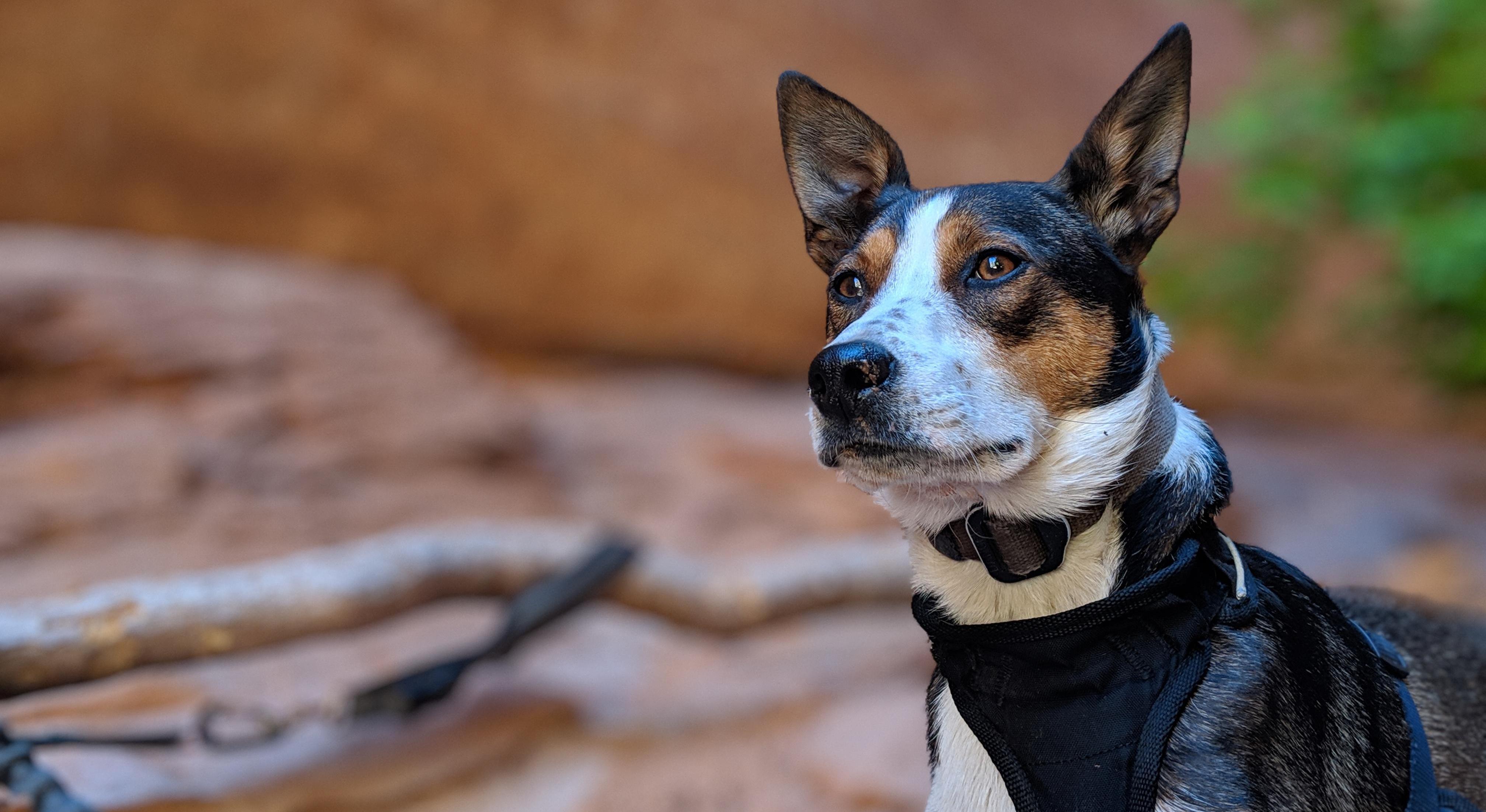 Eric Payne and Cassie Petrilla's Wedding Website