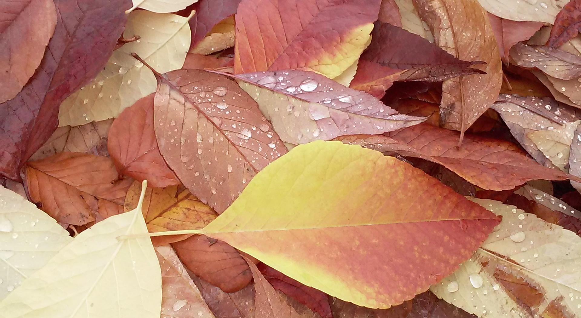 Emma Preda and Kevin Williams' Wedding Website