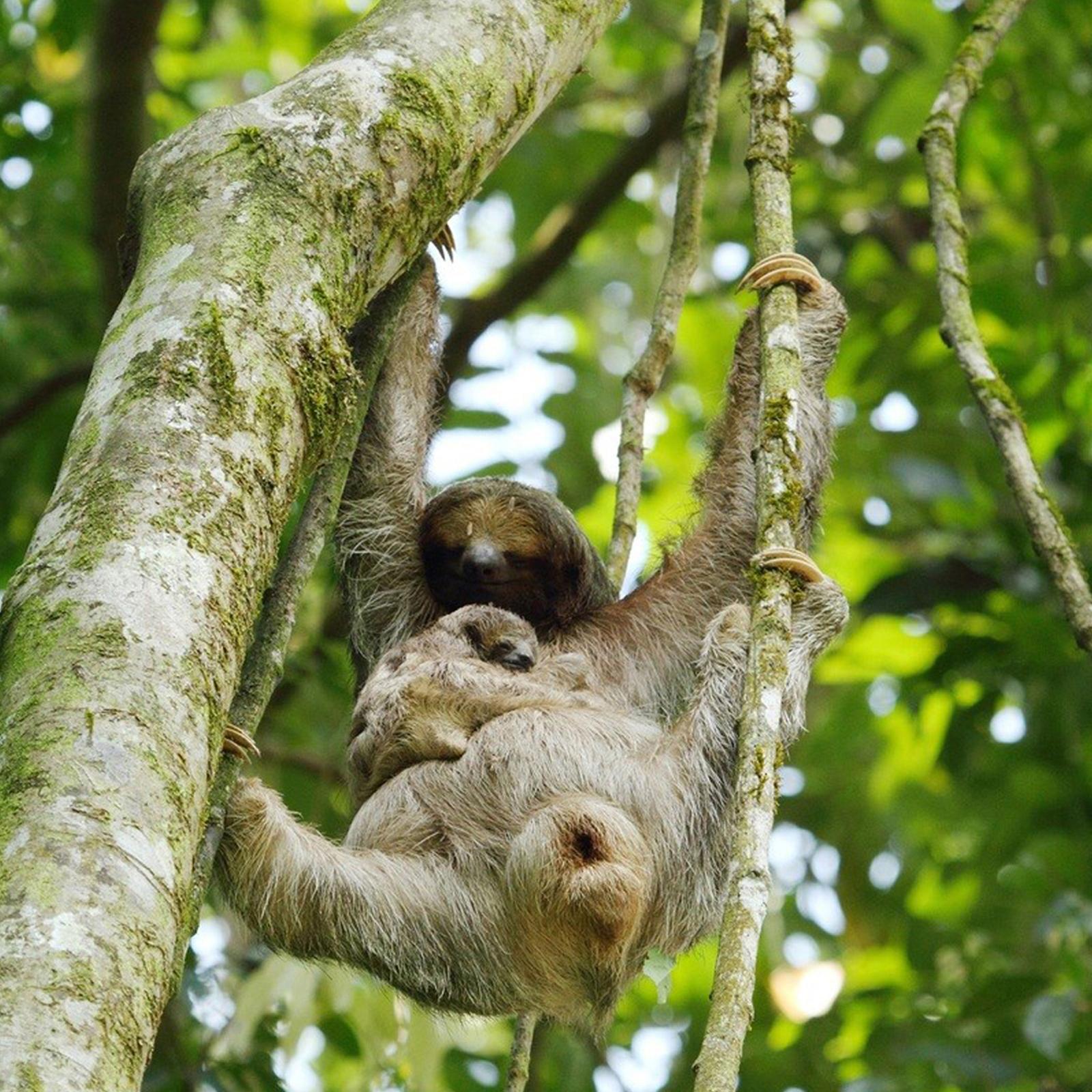 Spur Experiences, Sloth Watching Tour for 2 - Costa Rica | Zola