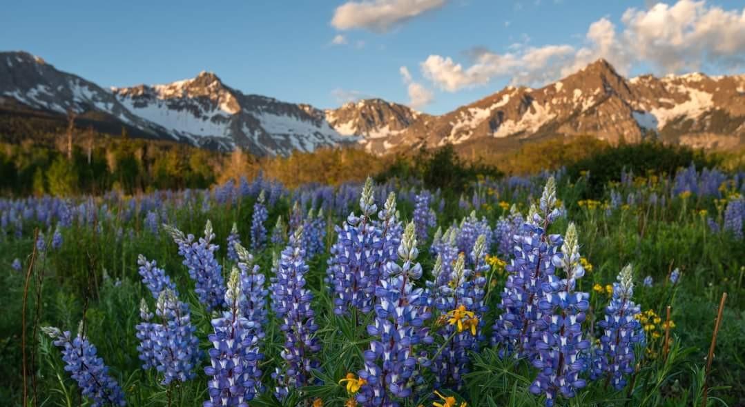 Angela Dragoo and Jimi Lawson's Wedding Website