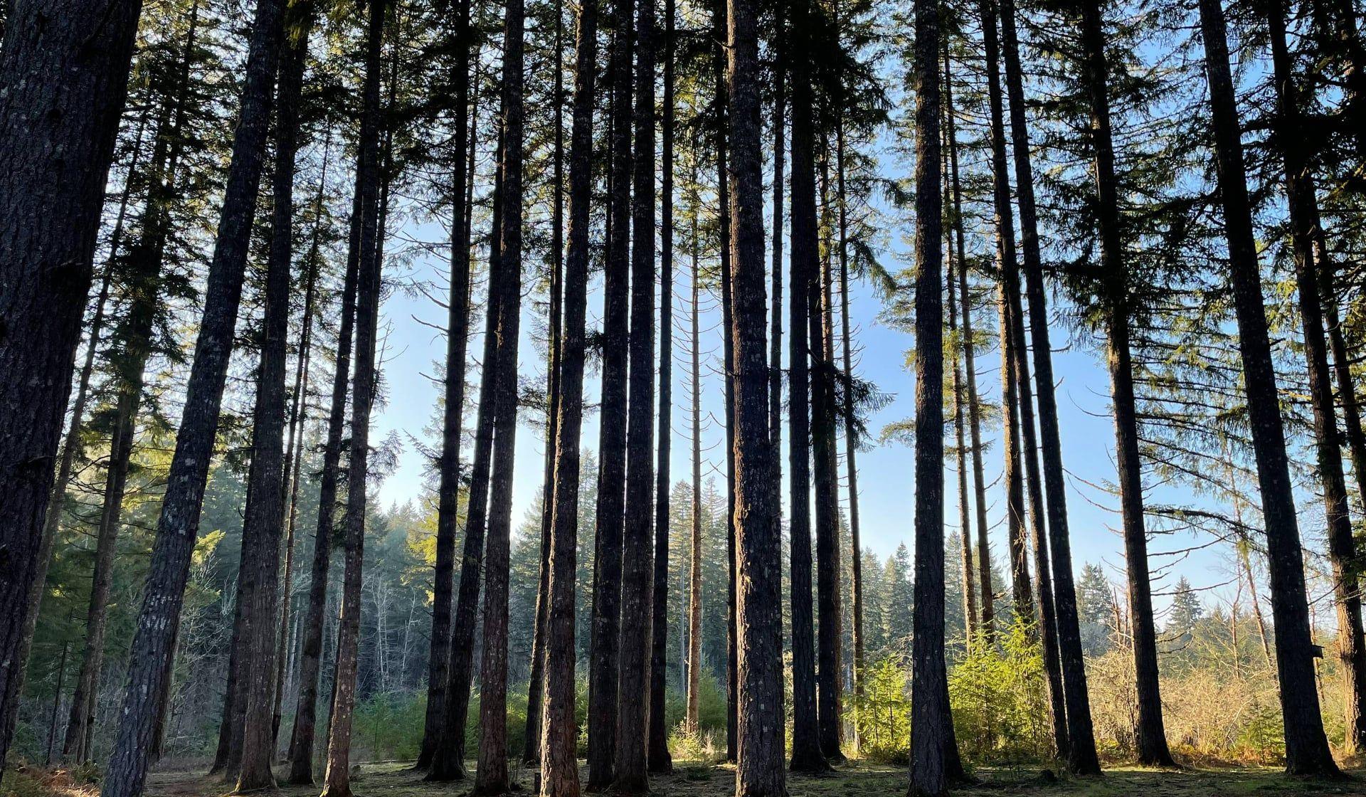 Zyla Stephens and Jordan Mackay's Wedding Website