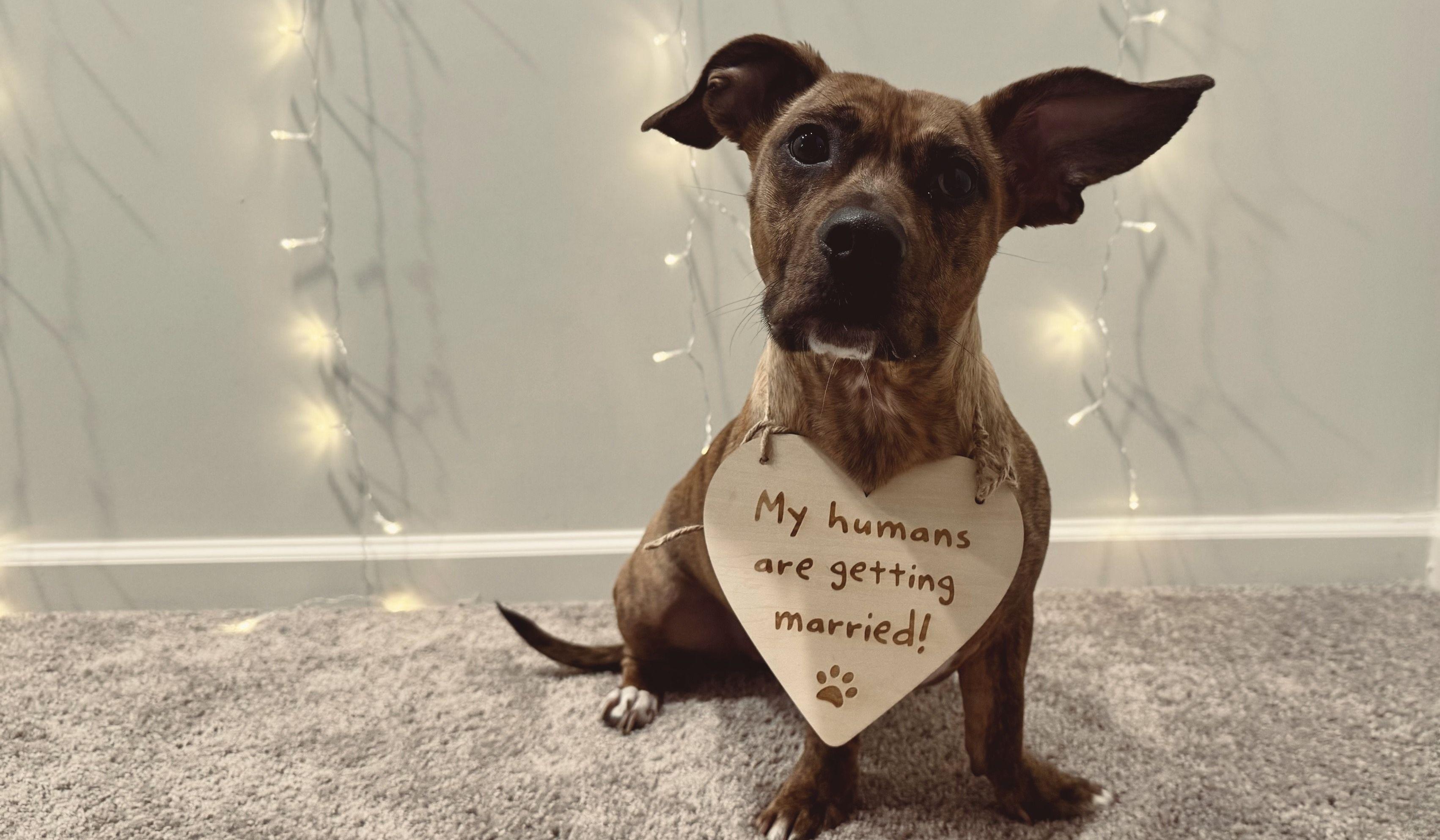 Erin Rabinowitz and James Lyons' Wedding Website