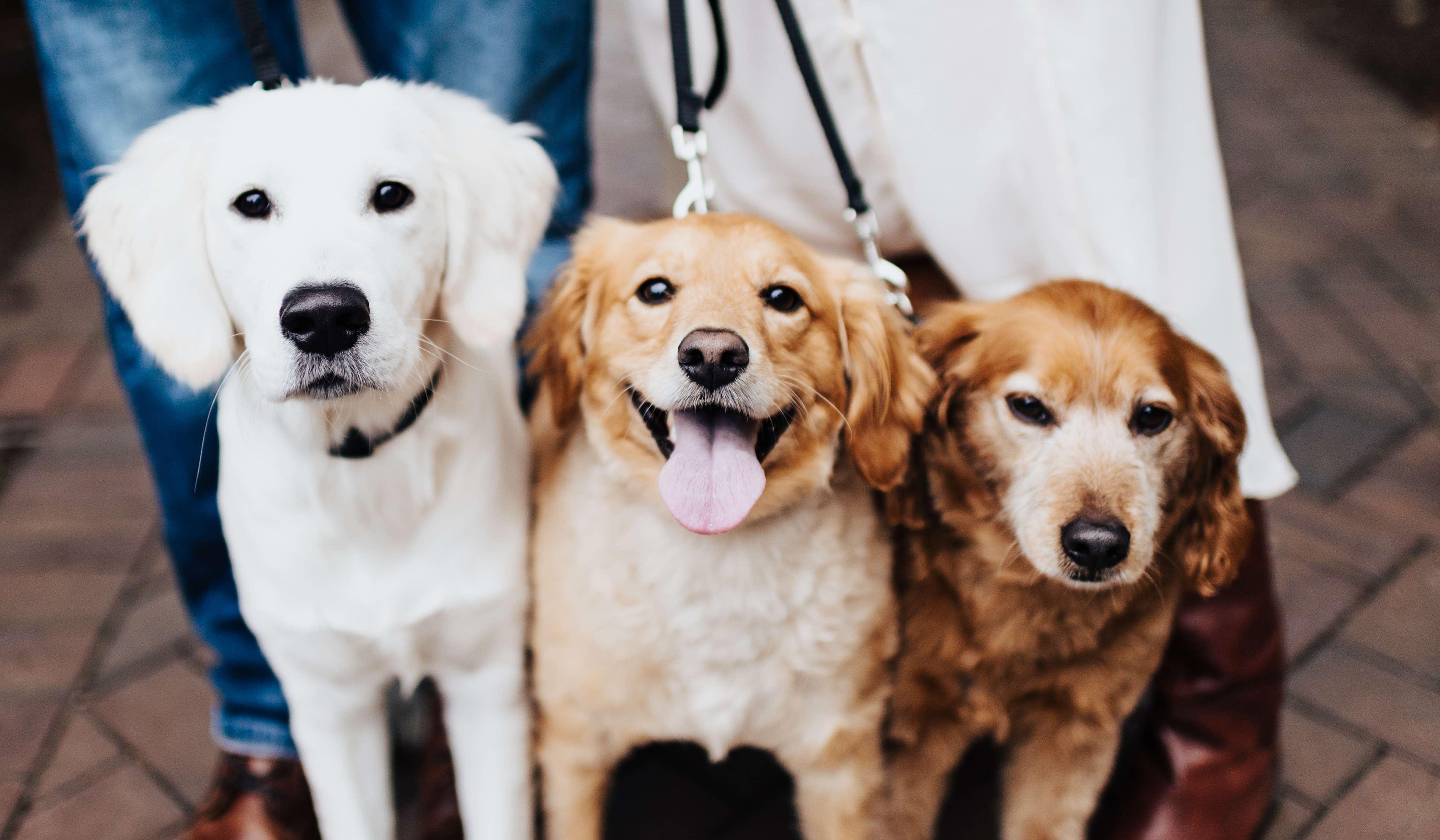 Kasey Hollstegge and Chad Crouse's Wedding Website