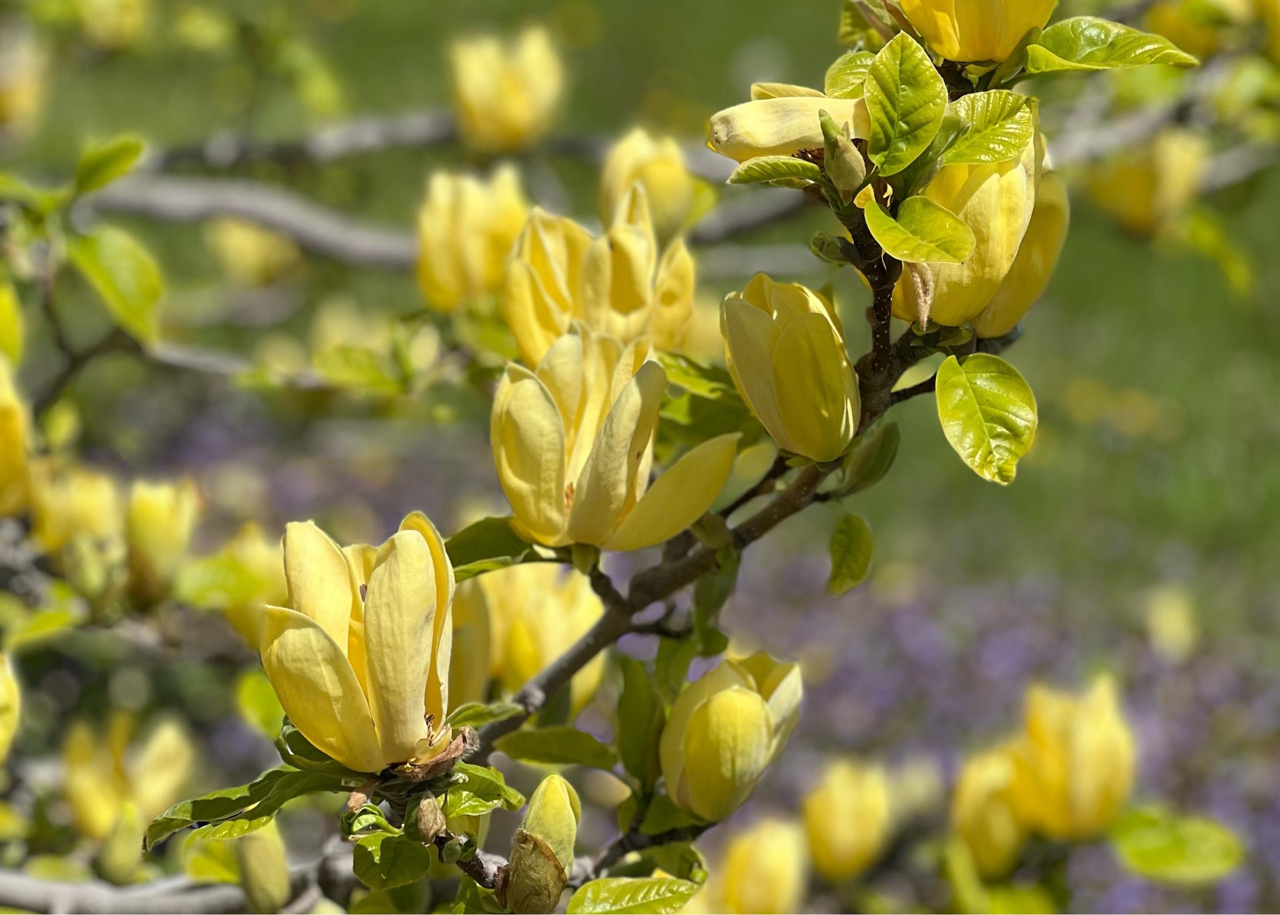 Abby Tobin and Ross Hellman's Wedding Website