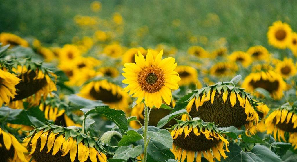 Kristi Erickson and Omar Mendez's Wedding Website