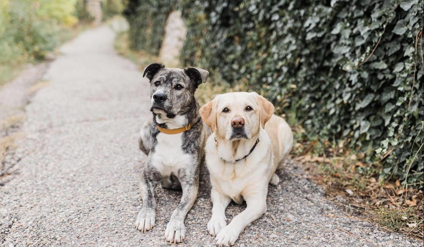 Madison Alvey and Ryan Devetski's Wedding Website