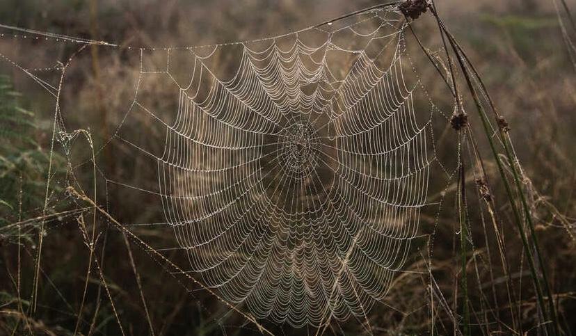 Melissa Drake and Peter Strasser's Wedding Website