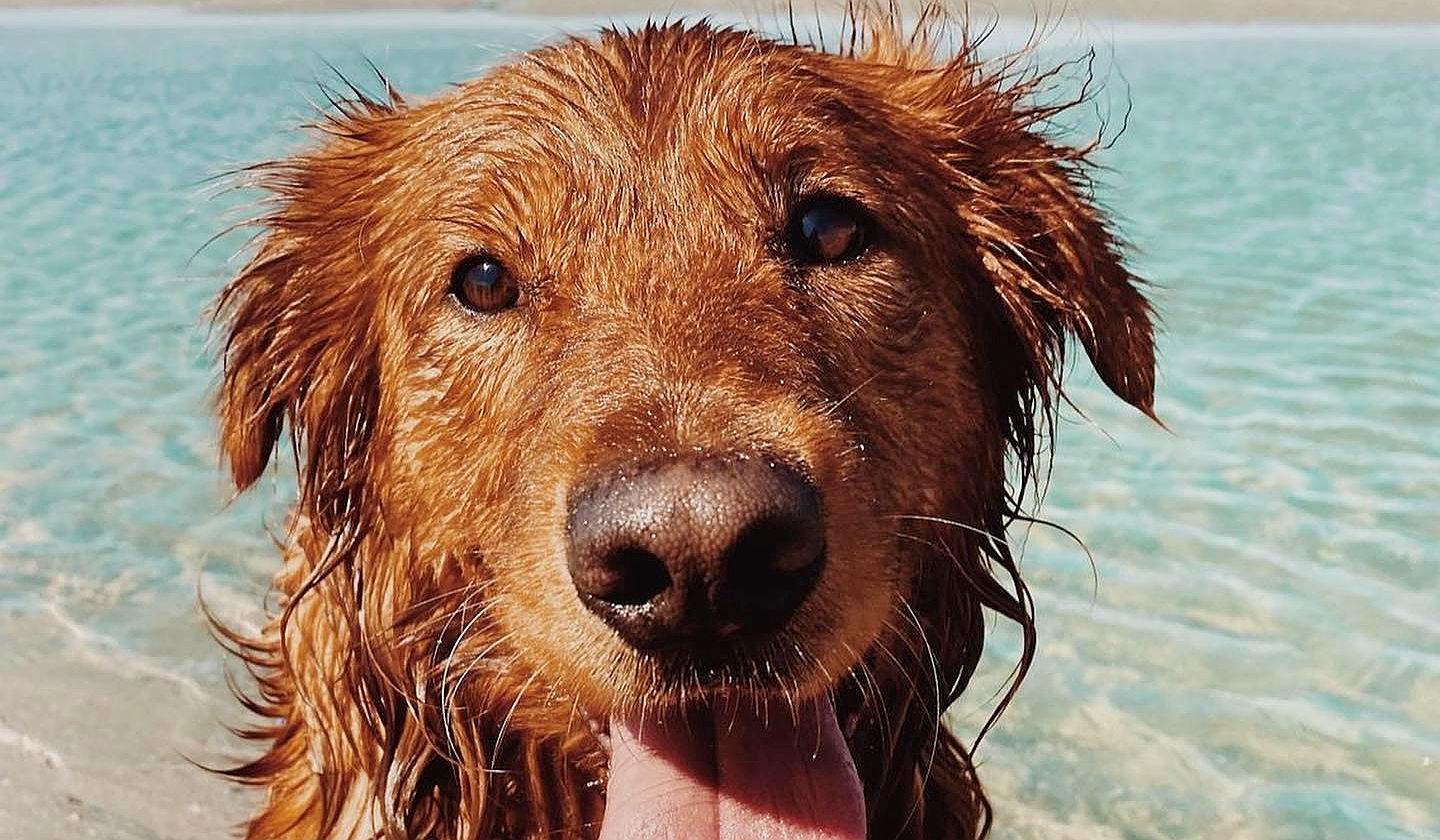 Olivia Fougere and Garrett Godfrey's Wedding Website