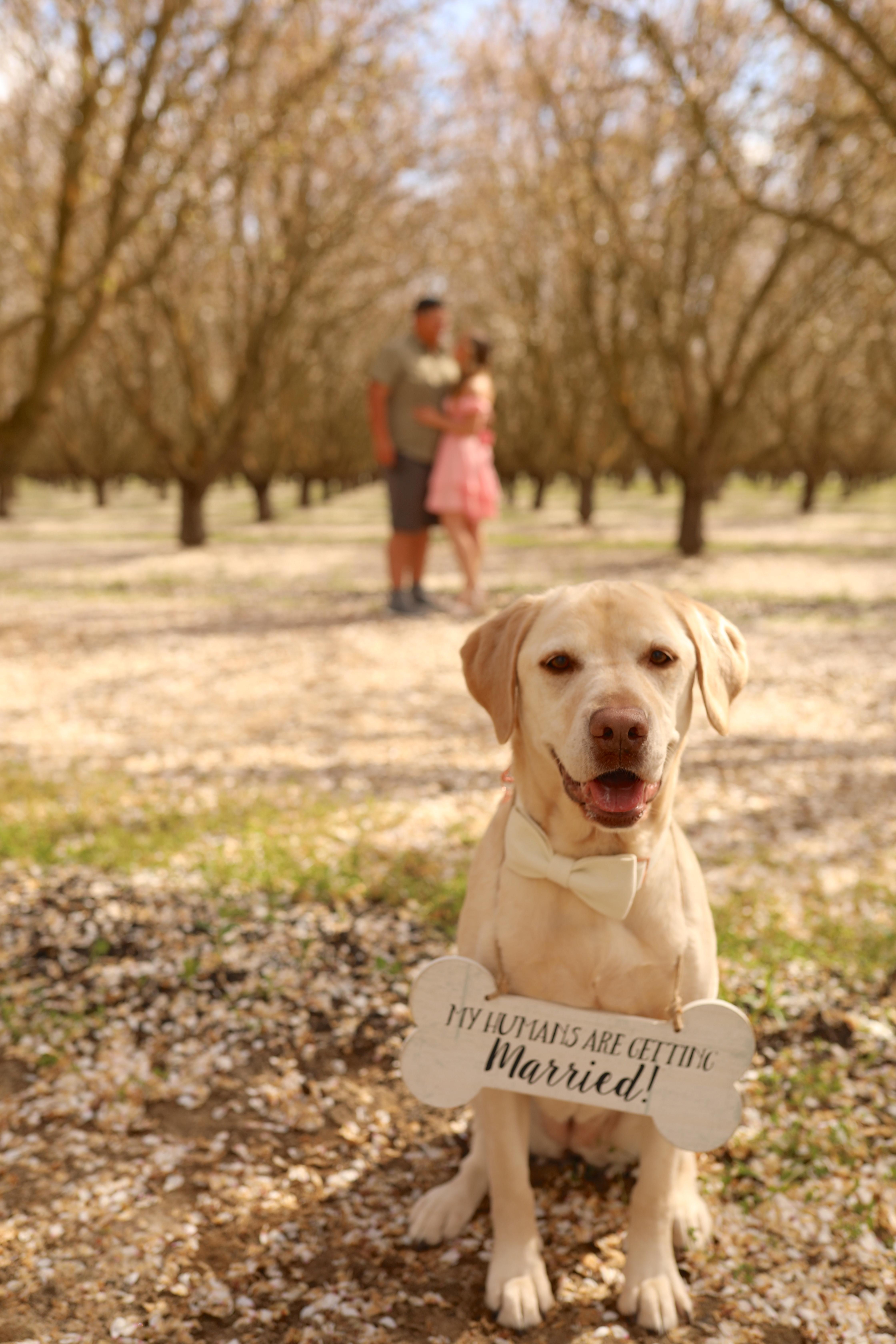 Mikayla Wong and Alexander Ayres' Wedding Website