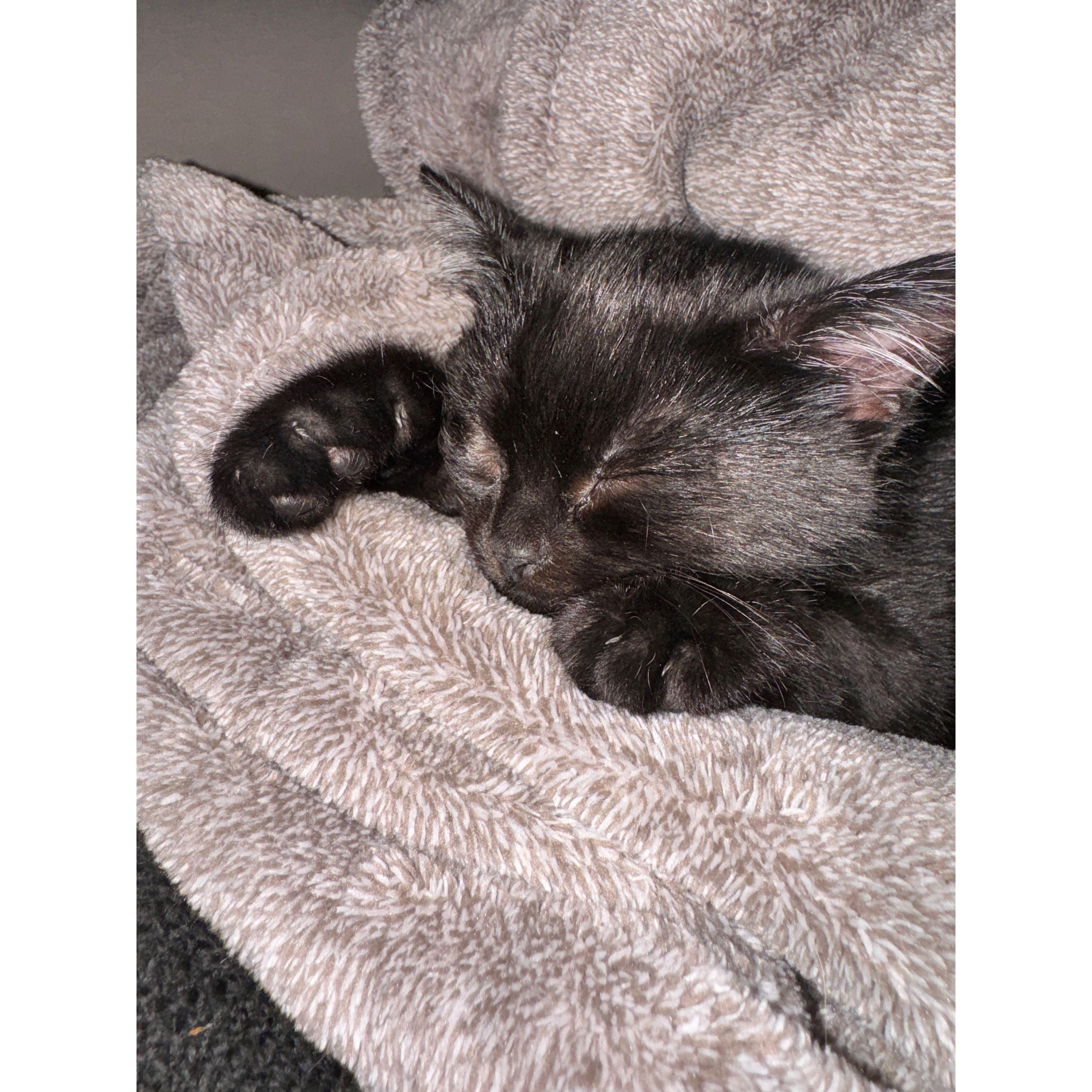 laura young and Chris Harrell's Wedding Website