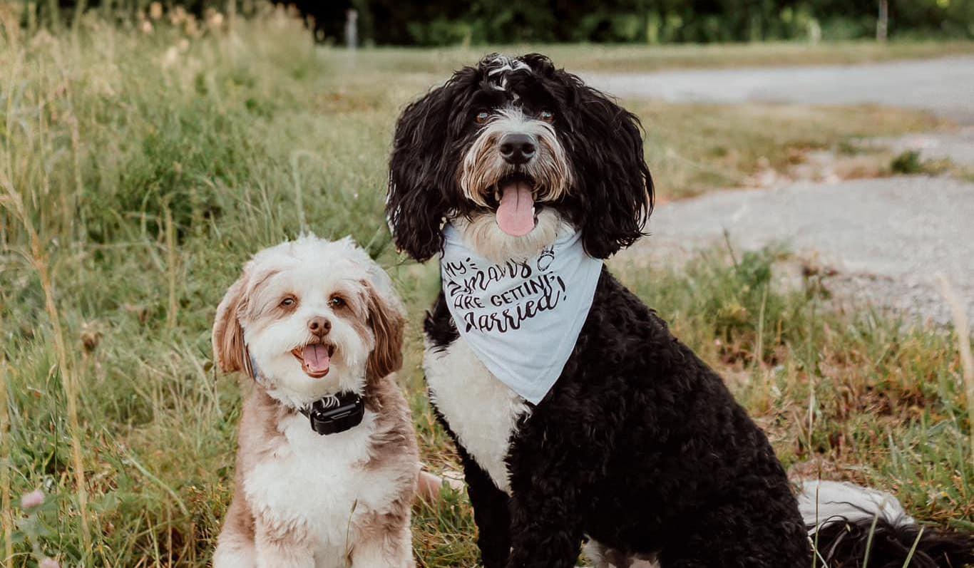 Michaela Hartman and Ryan Pyle's Wedding Website