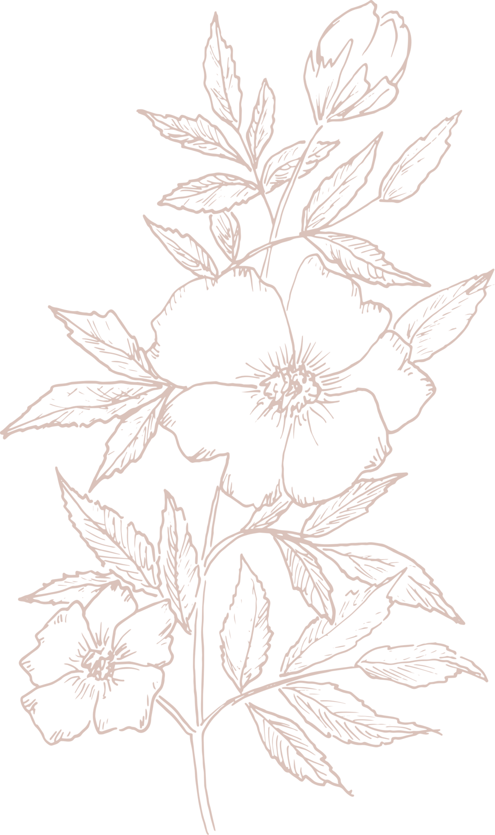 Sara J Comas and David J Mazzotta's Wedding Website