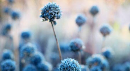 Shea Brewer and Joshua Lineberger's Wedding Website