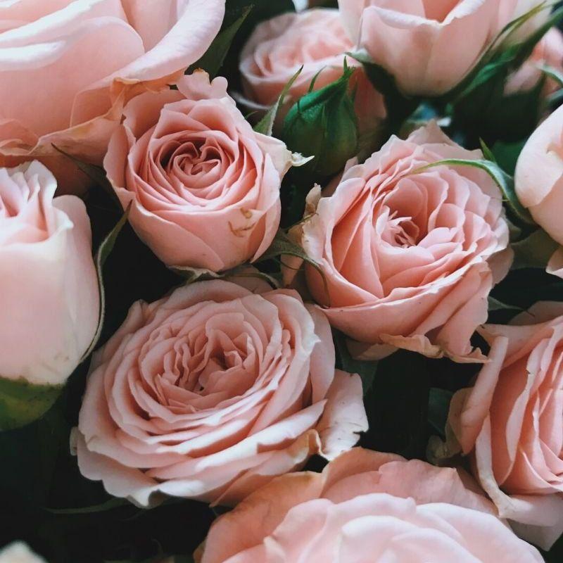 Karly Anne Blacklock and Levi Jacob Pollack's Wedding Website