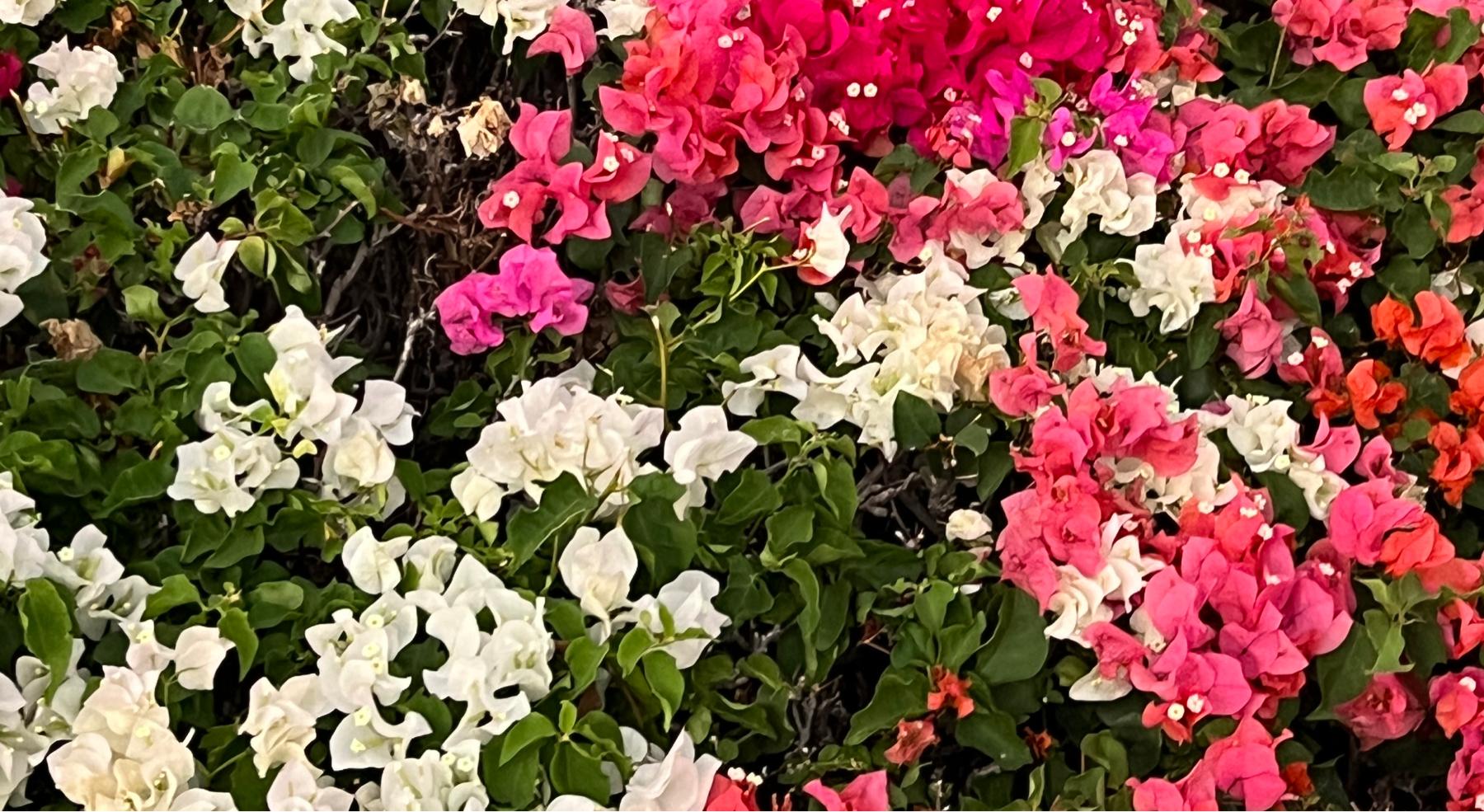 India Pyzel and Austen Gersonde's Wedding Website