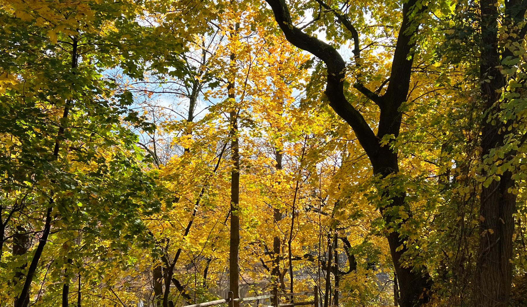 Emelia Sohn and Anthony Previte's Wedding Website