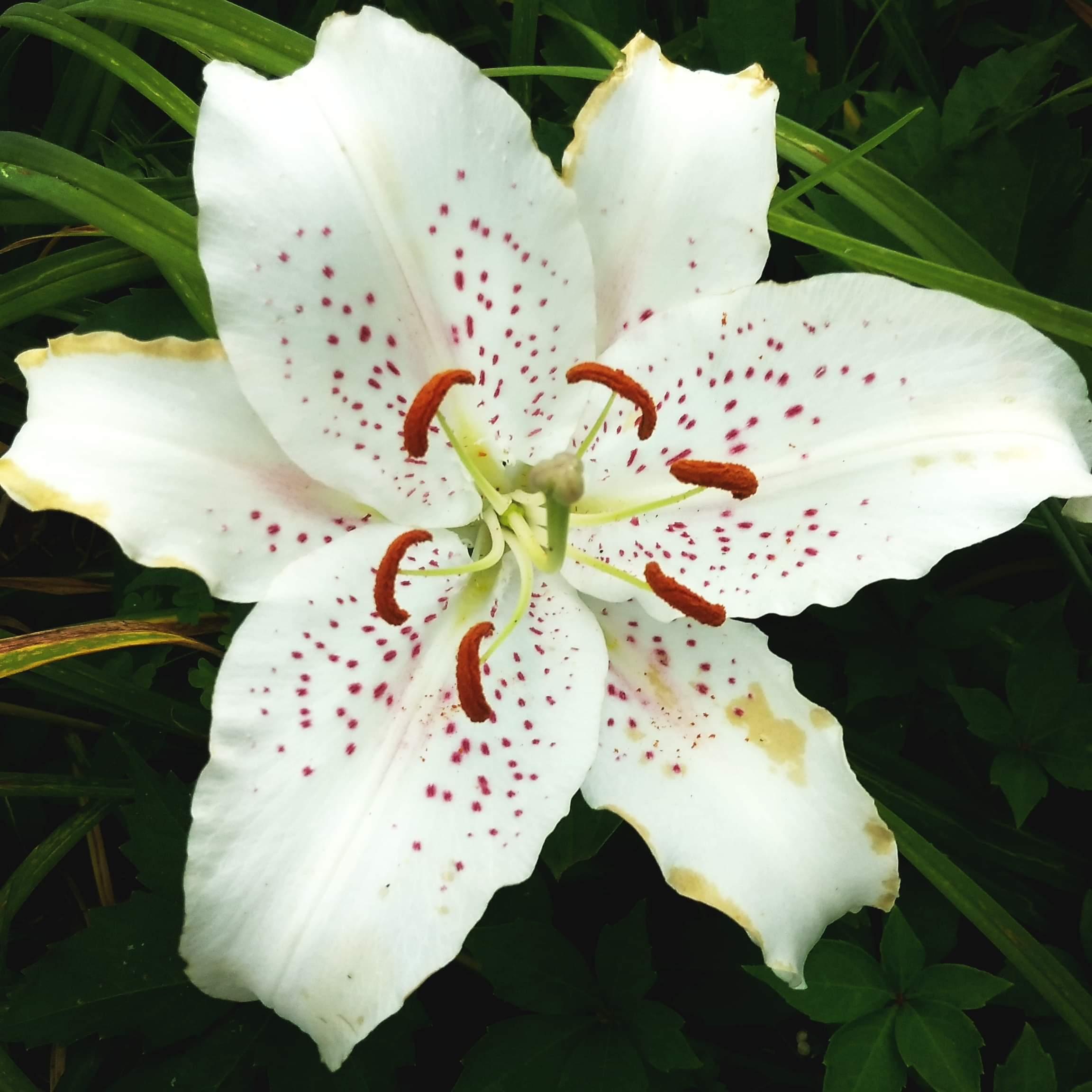 Carter Chavis and Alyssa Johnson's Wedding Website