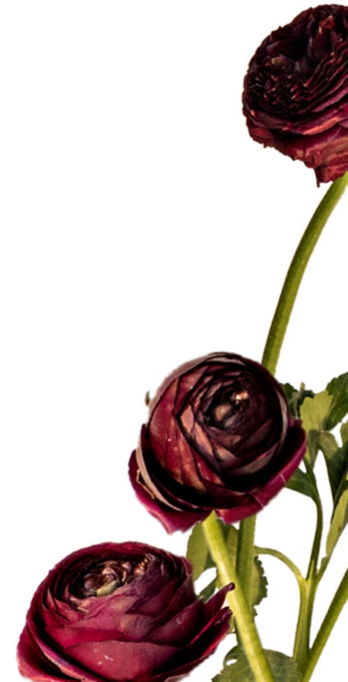 Hailey Cherry and Aj Cherry's Wedding Website