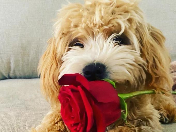 Alana Fitpatrick and Brenton Fitzpatrick's Wedding Website