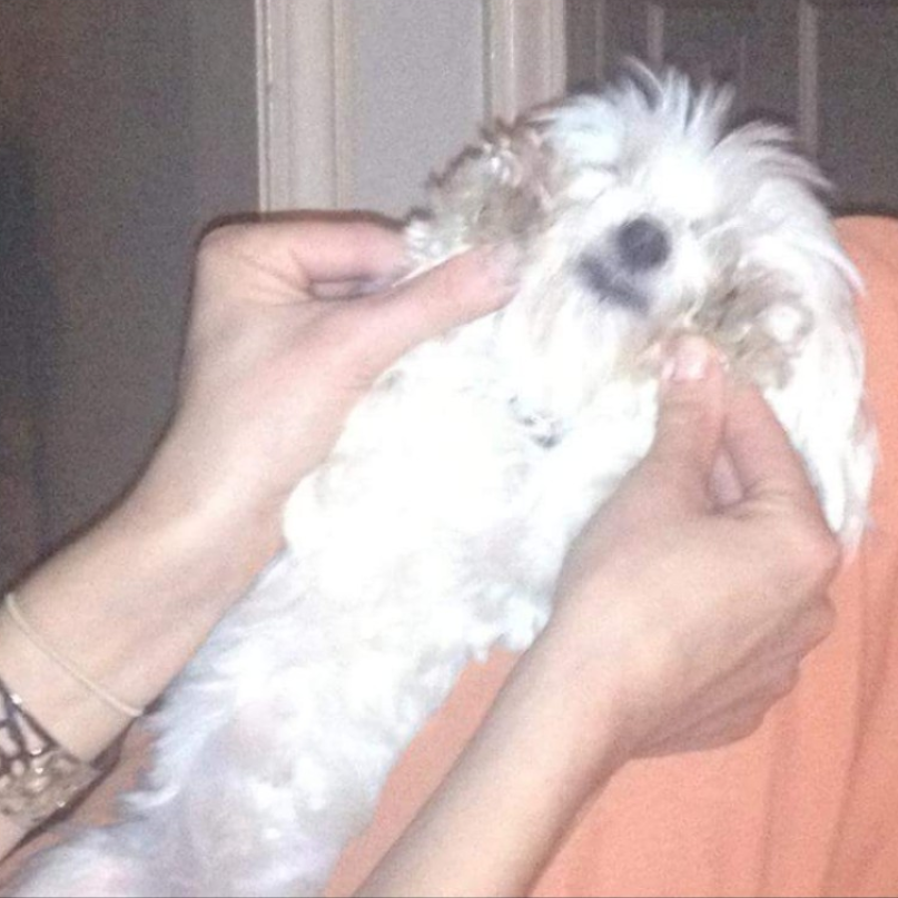 Rachel Siegel and Chris Minich's Wedding Website