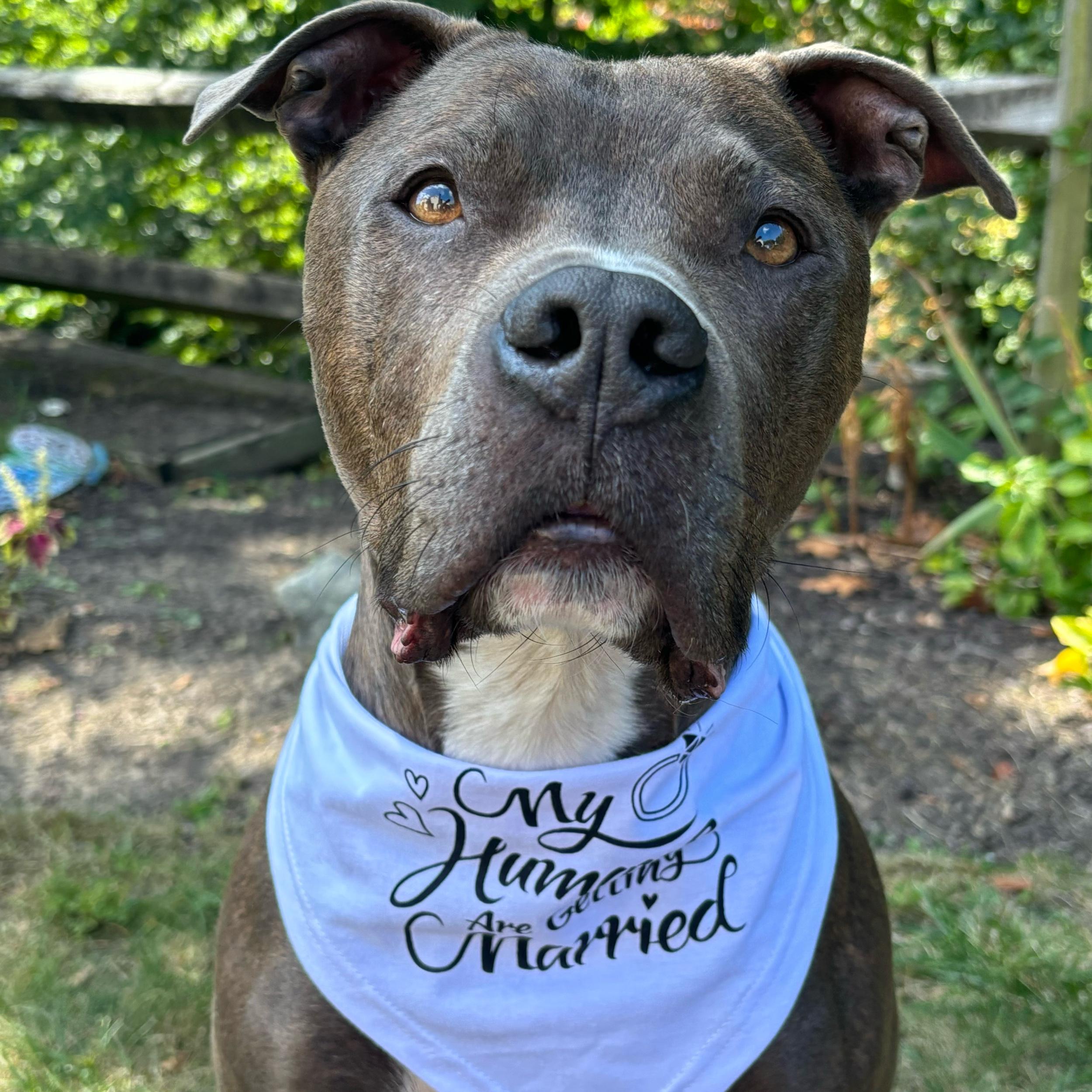 Alicia Goodchild and Gavin Rapport's Wedding Website