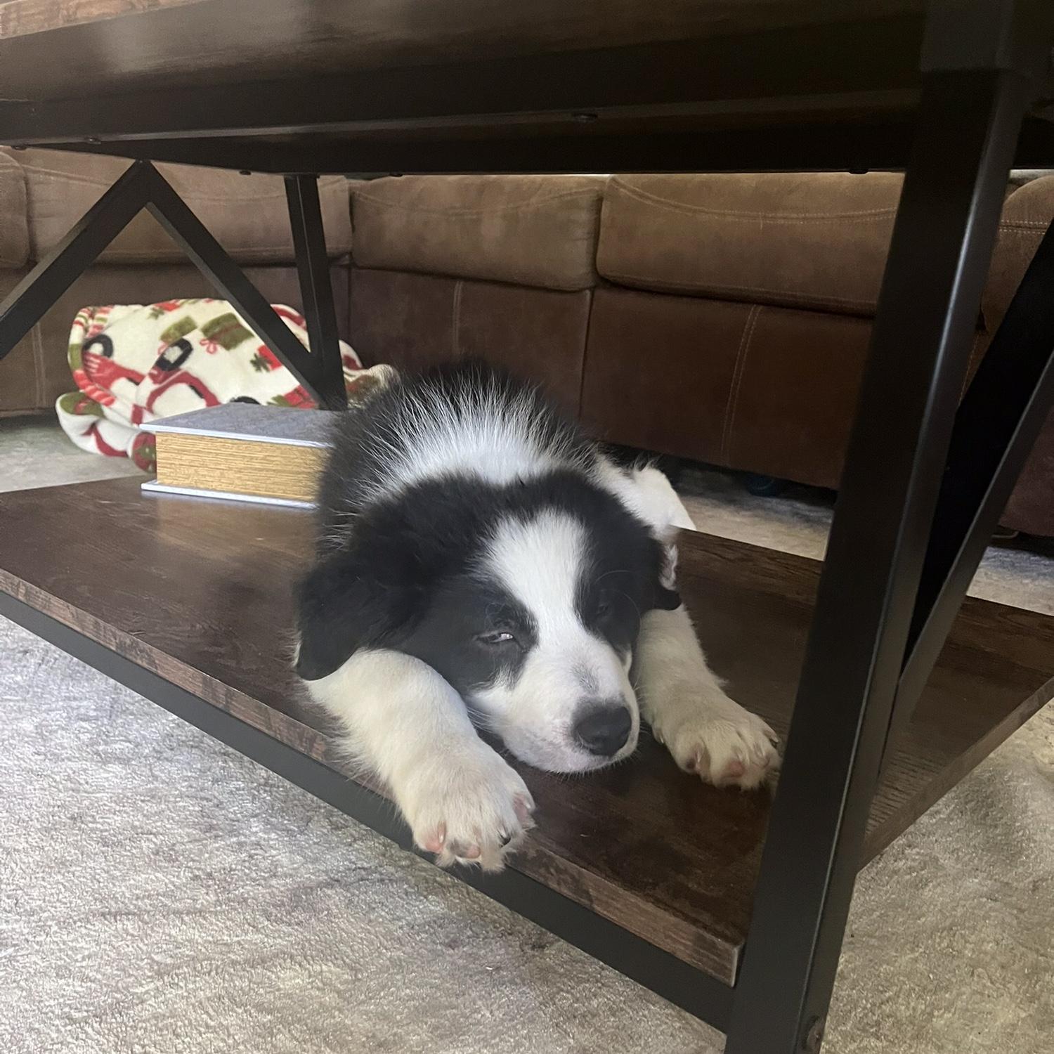 Mya Carlsen and David King's Wedding Website