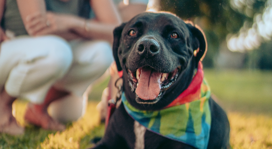 Julie Rosing and Ed Larson's Wedding Website