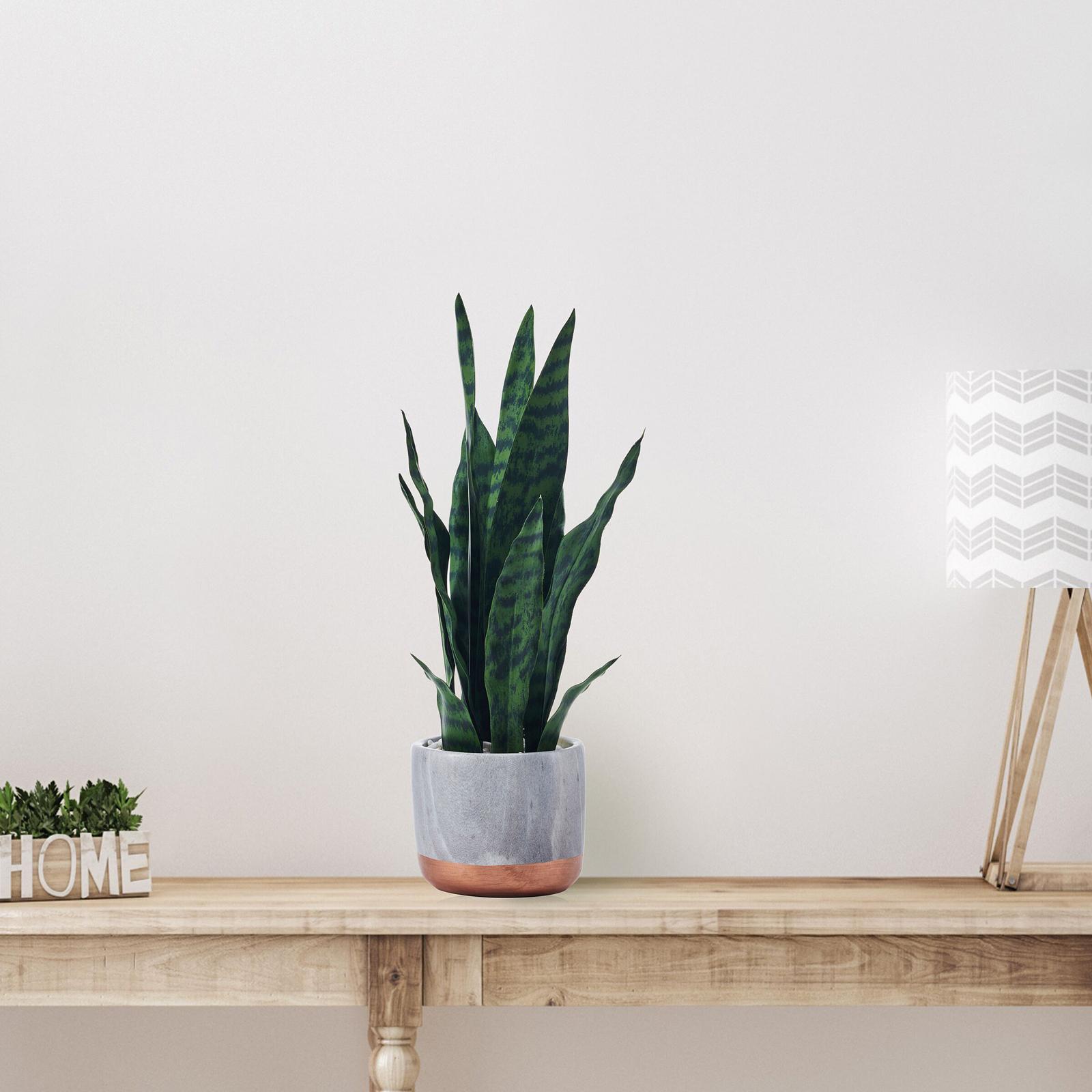 Mikasa, Artificial Snake Plant | Zola