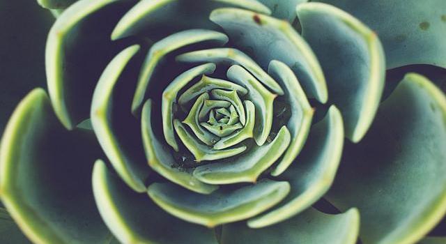 Megan Feldt and William Rintoul's Wedding Website