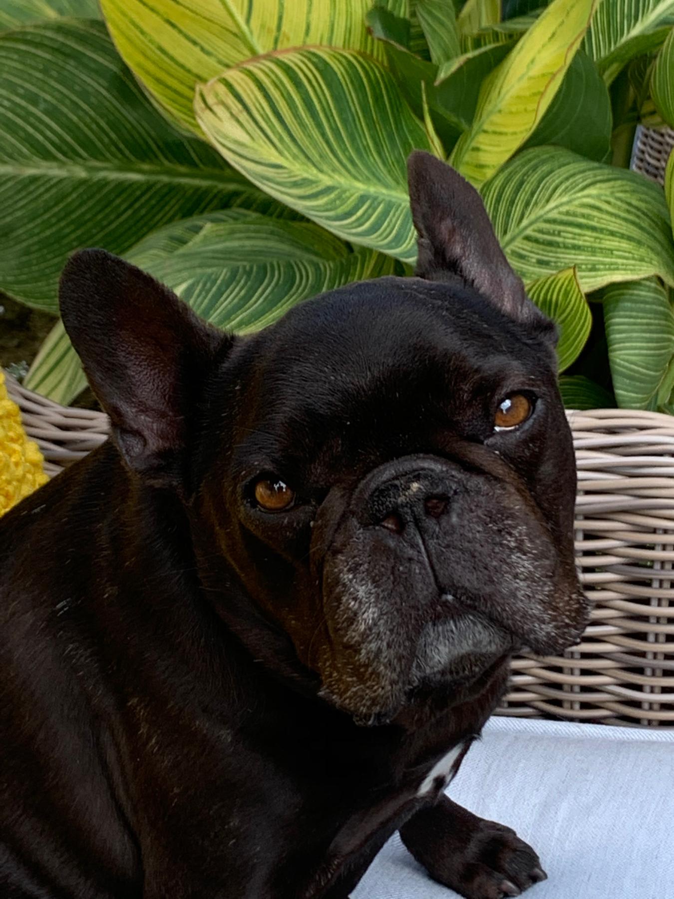 Michael Biron and Thomas Carlucci's Wedding Website