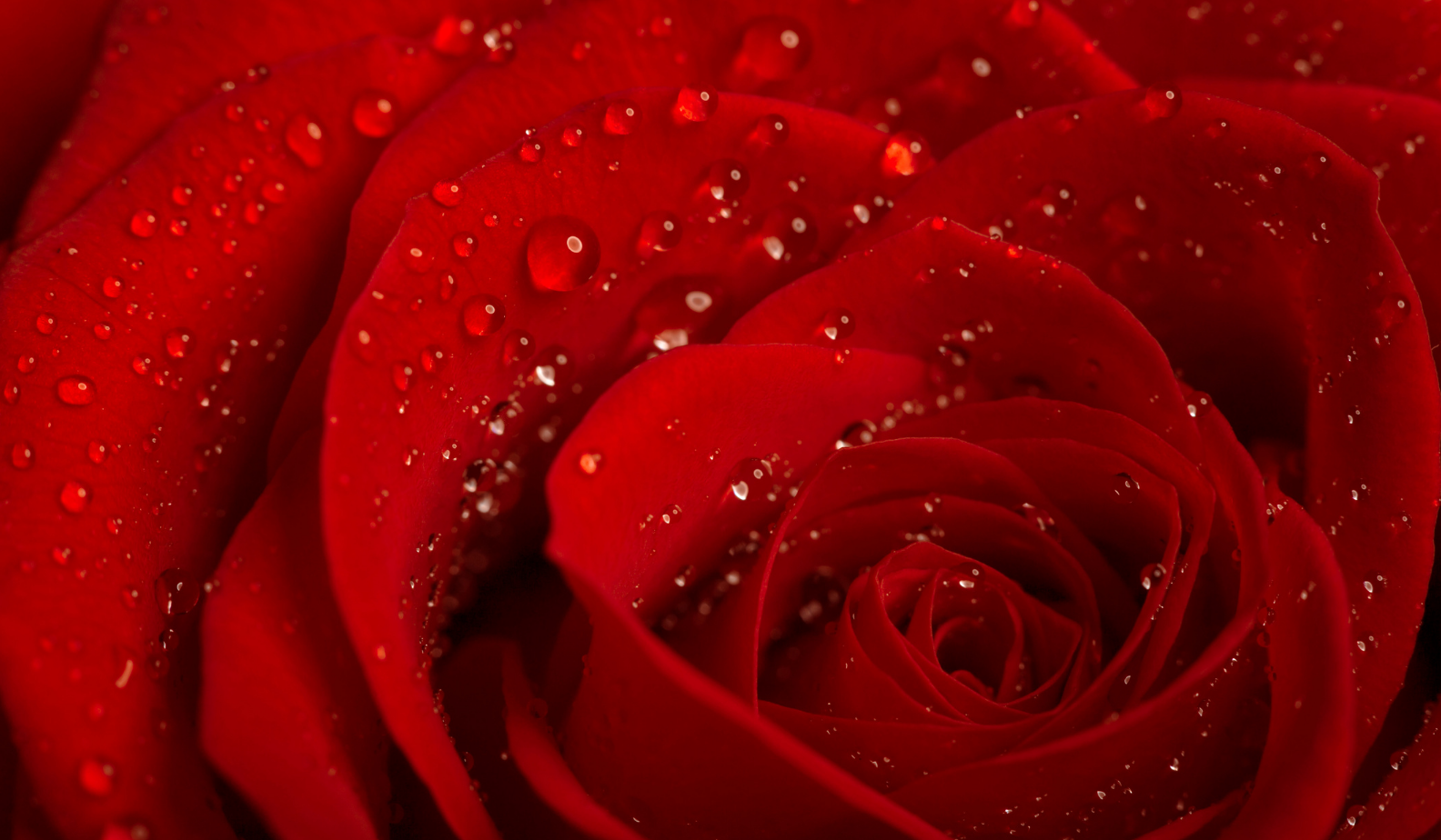 Adayshia Lang and Carl McLeod's Wedding Website