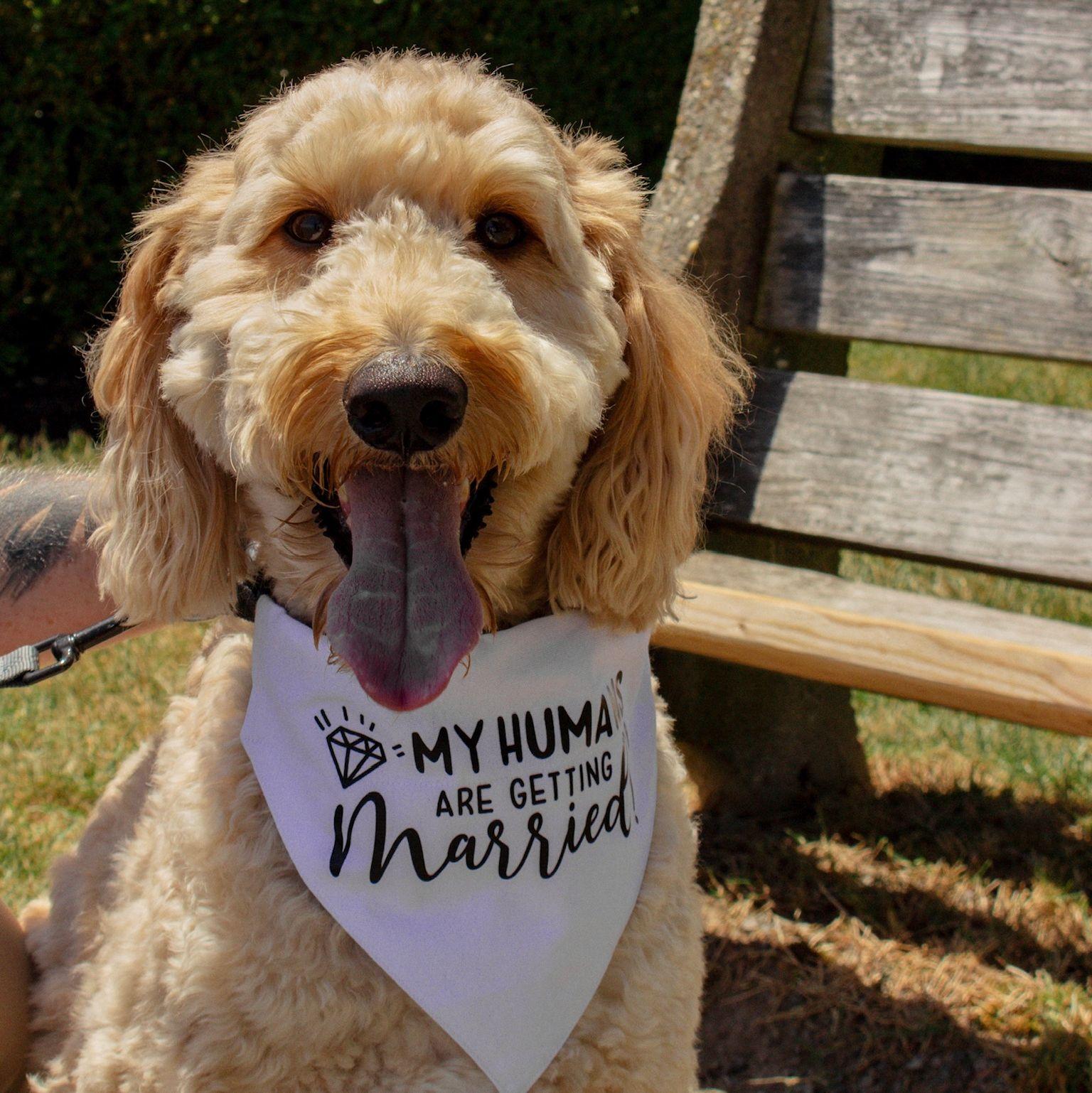 Jamie George and Liam Grimmer's Wedding Website